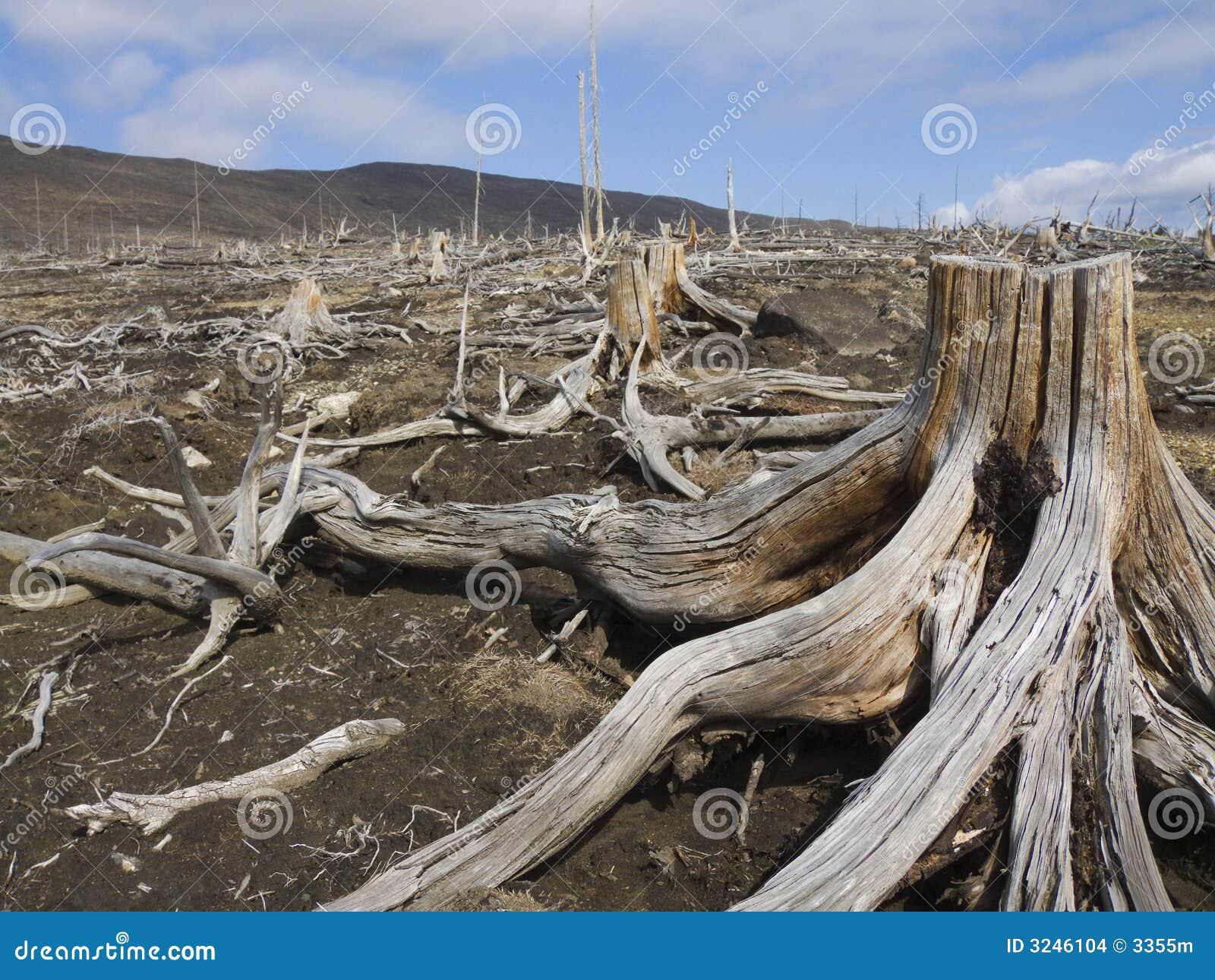 Dood hout stock foto. Image of ontbossing, verontreiniging - 3246104