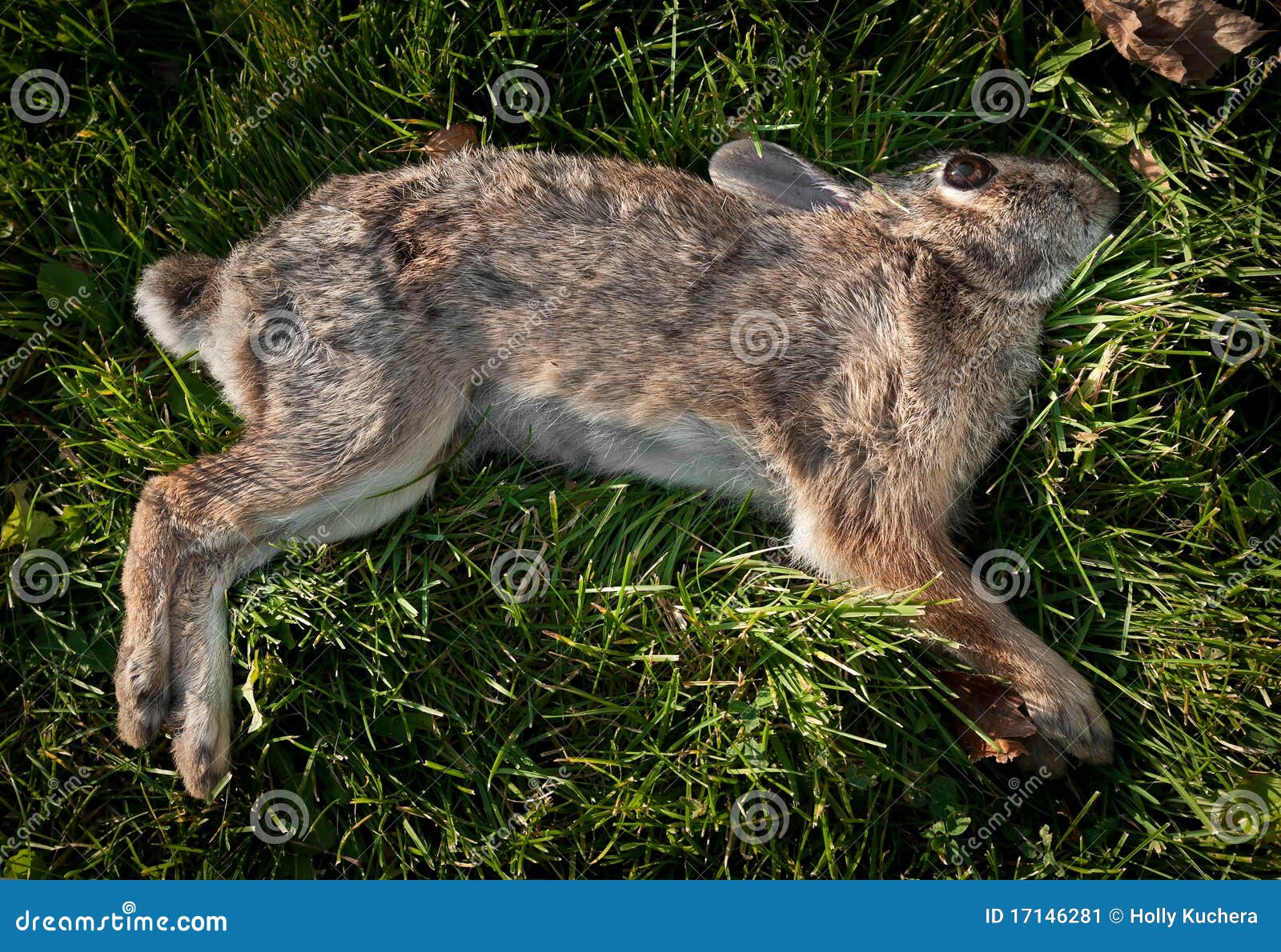 Dood Konijn (Leporida) in Het Gras Stock Afbeelding - Image of dier ...