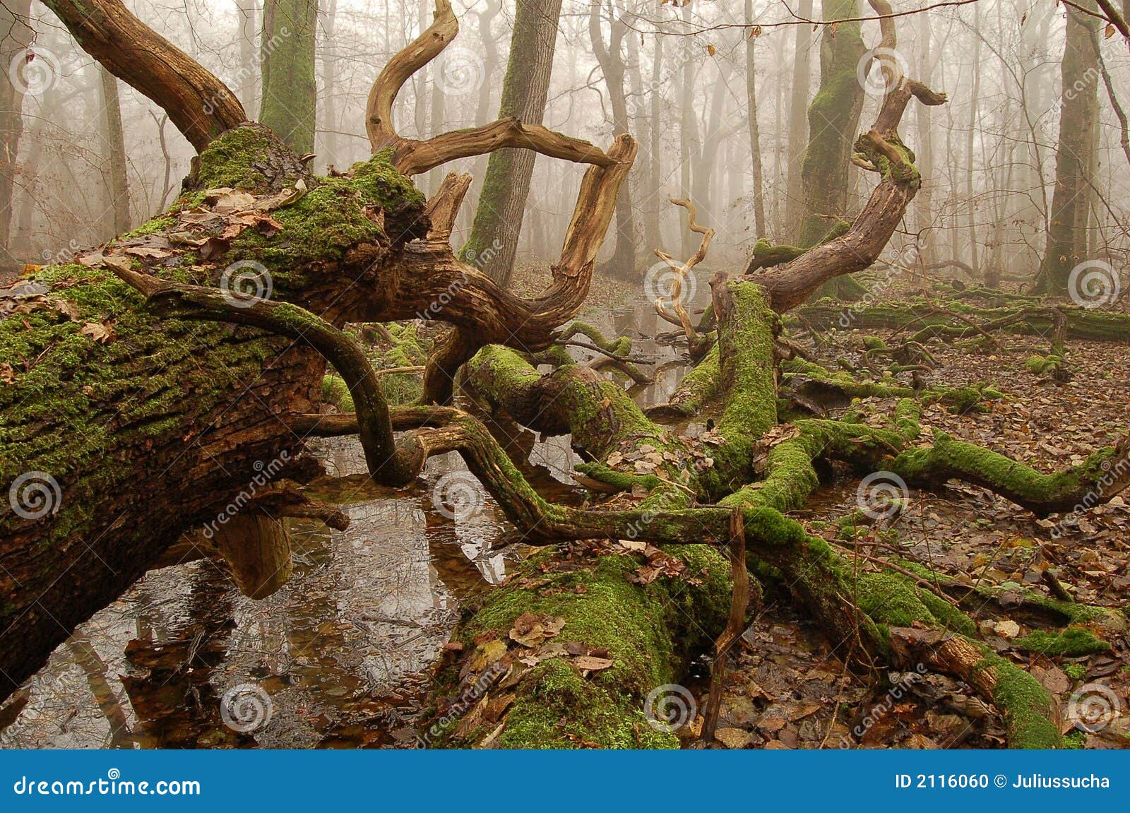 Dood moeras stock foto. Image of boom, nevelig, stinkend - 2116060