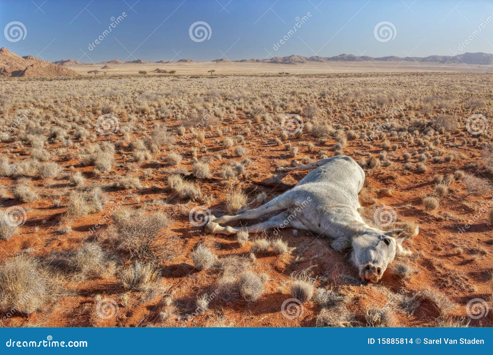Dood Paard in Woestijnlandschap Stock Foto - Image of bruin, dier: 15885814