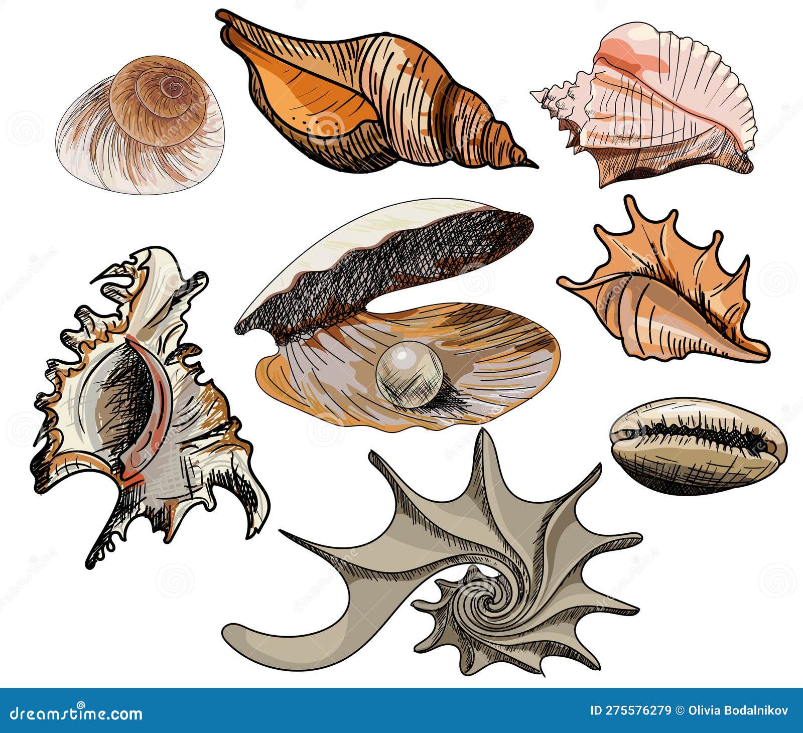 Vector Set Sea Shells And Pearls Different Shapes. Clamshells ...