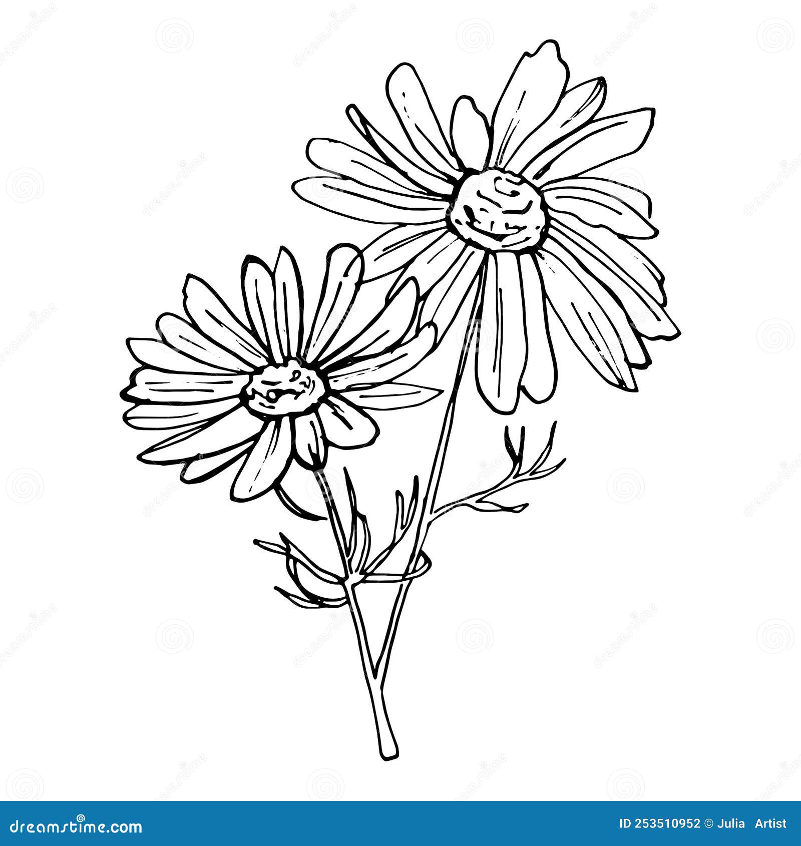 Doodle Hand-drawn Chamomile Flower Stock Vector - Illustration of ...
