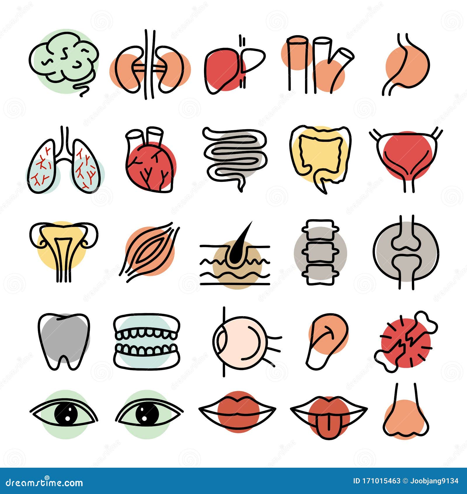 Doodle Hand Drawn Internal Organs Icon Set Stock Vector - Illustration ...