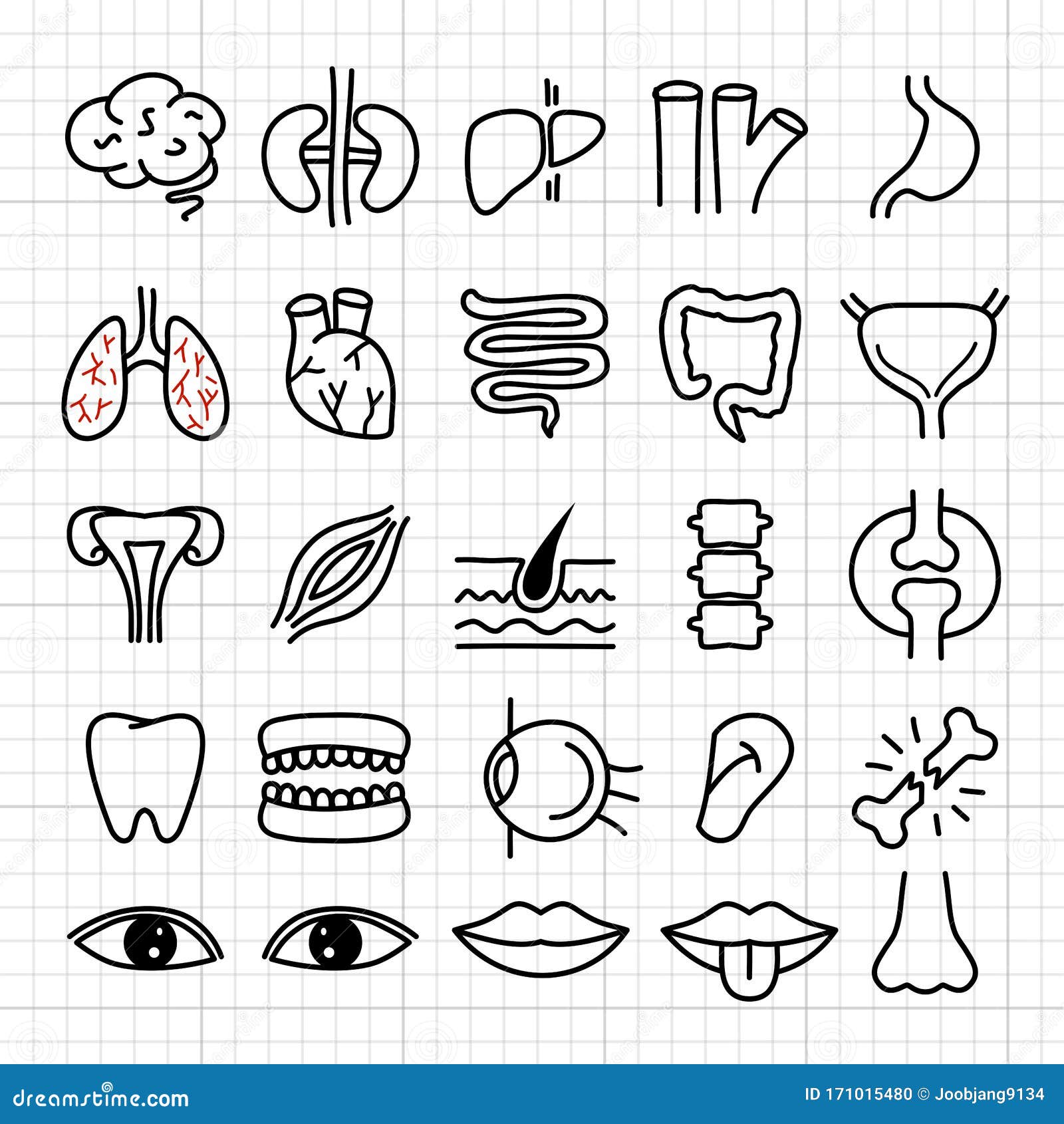 Doodle Hand Drawn Internal Organs Icon Set Stock Vector - Illustration ...
