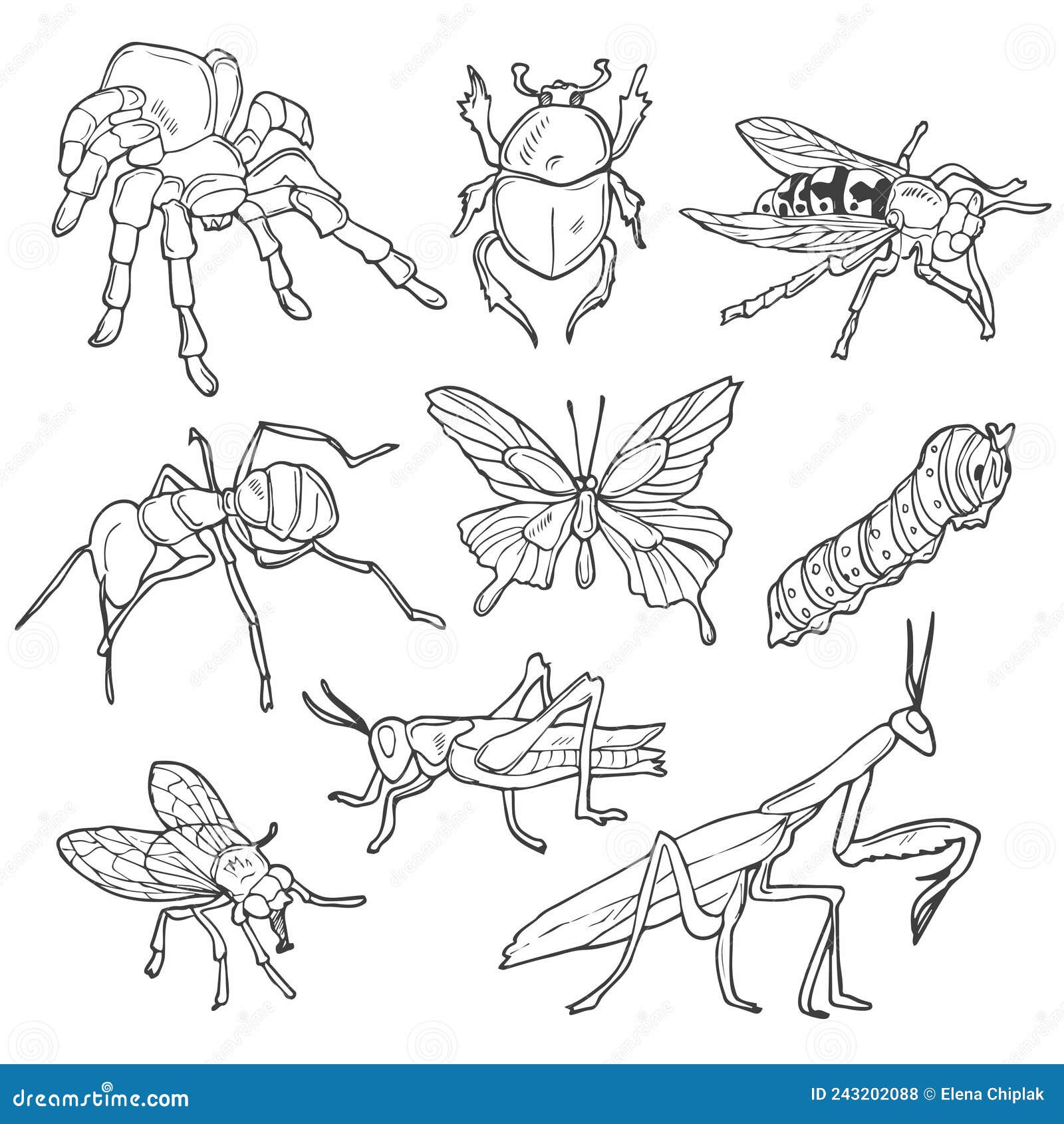 Doodle Line Insects Set. Vector Sketch Of Hand Drawn Insects ...