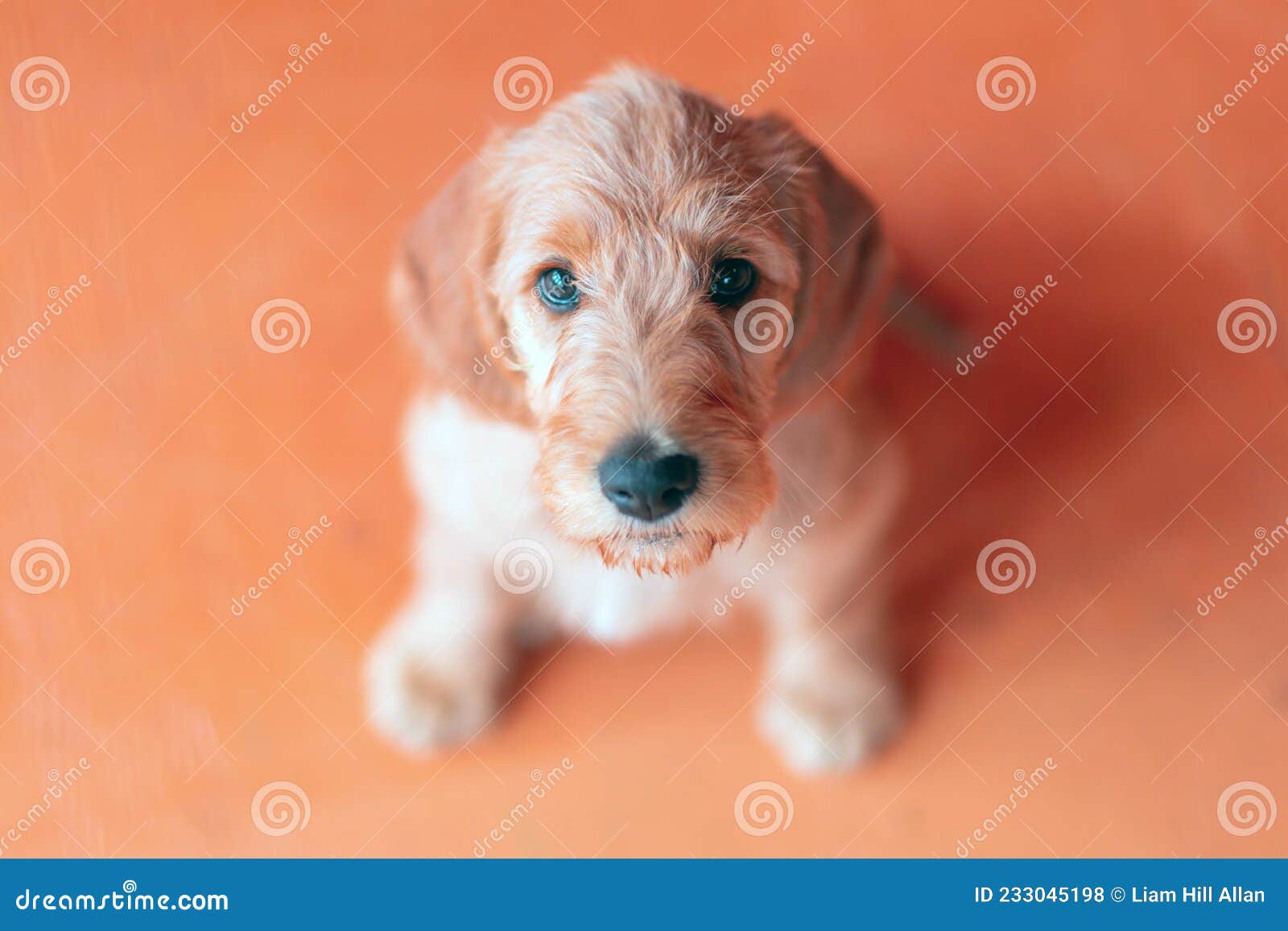 Doodle red setter puppy stock photo. Image of sweet - 233045198
