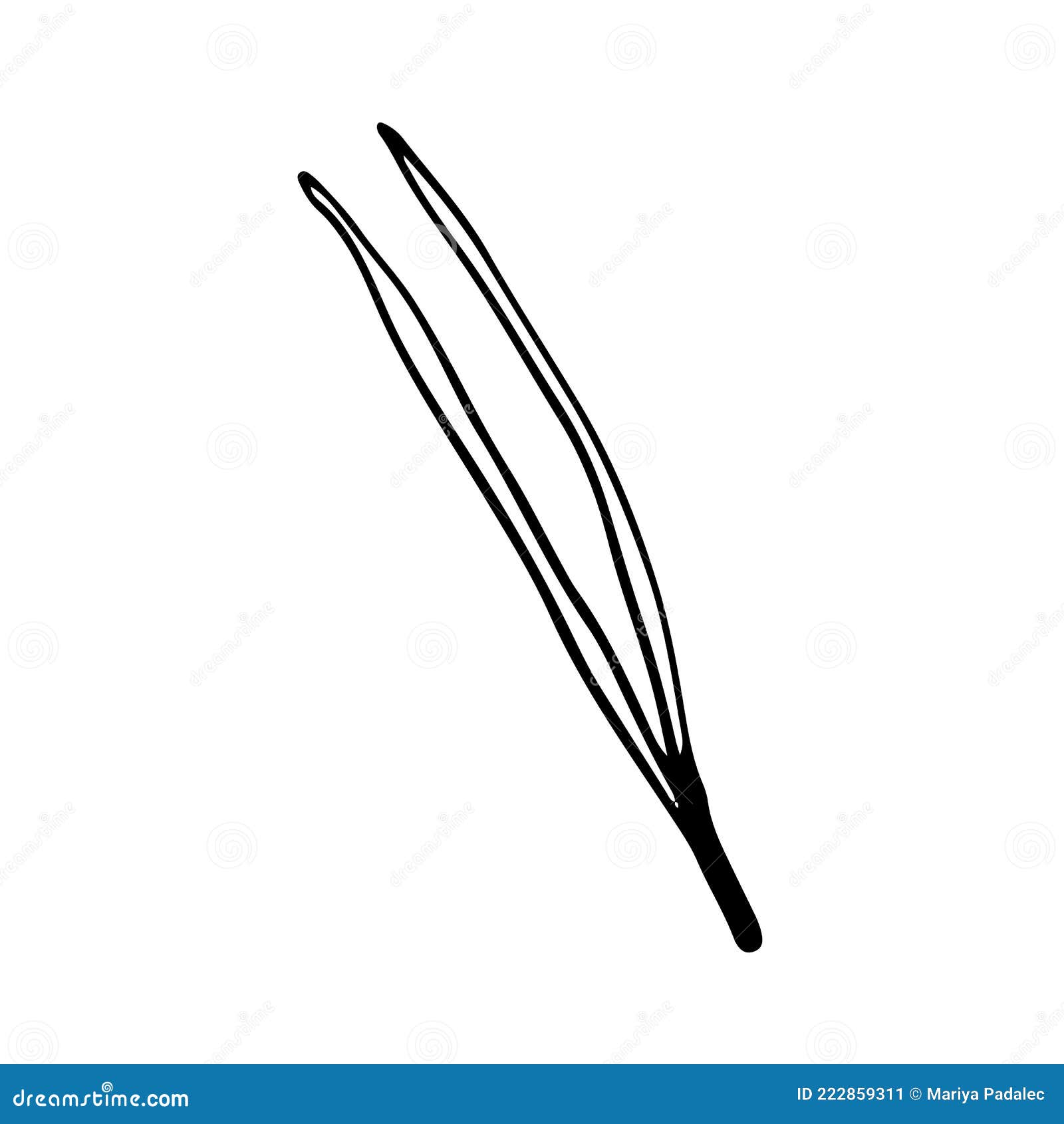 Doodle Style Spruce Needle on Isolated White Background. Forest Needles ...