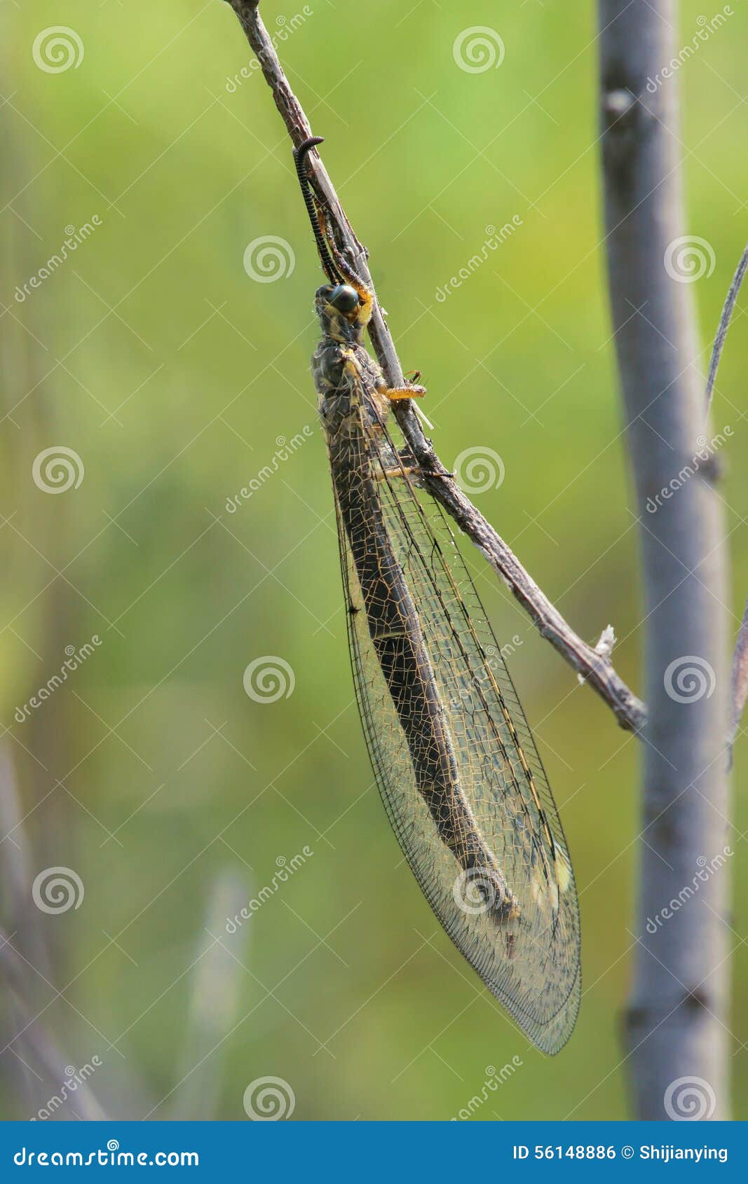 Doodlebug imago stock photo. Image of euroleon, bugs - 56148886