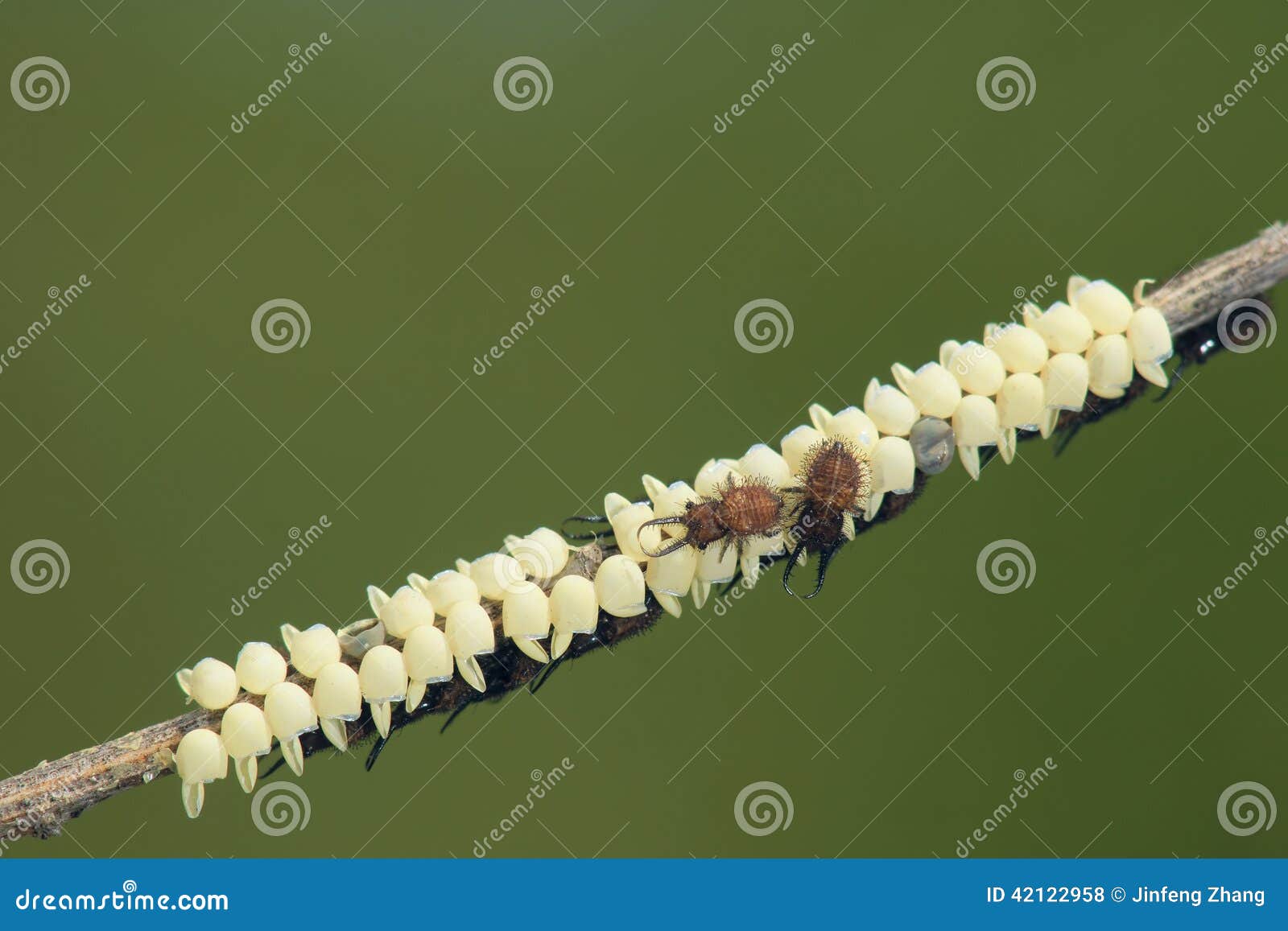 Doodlebugs stock photo. Image of shell, nymph, small - 42122958