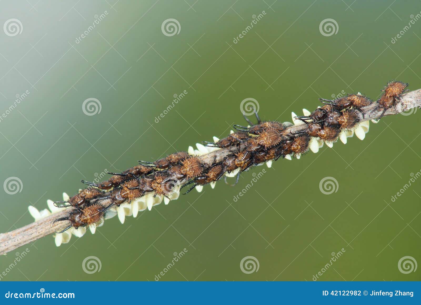 Doodlebugs stock photo. Image of eggshell, closeup, doodlebug - 42122982