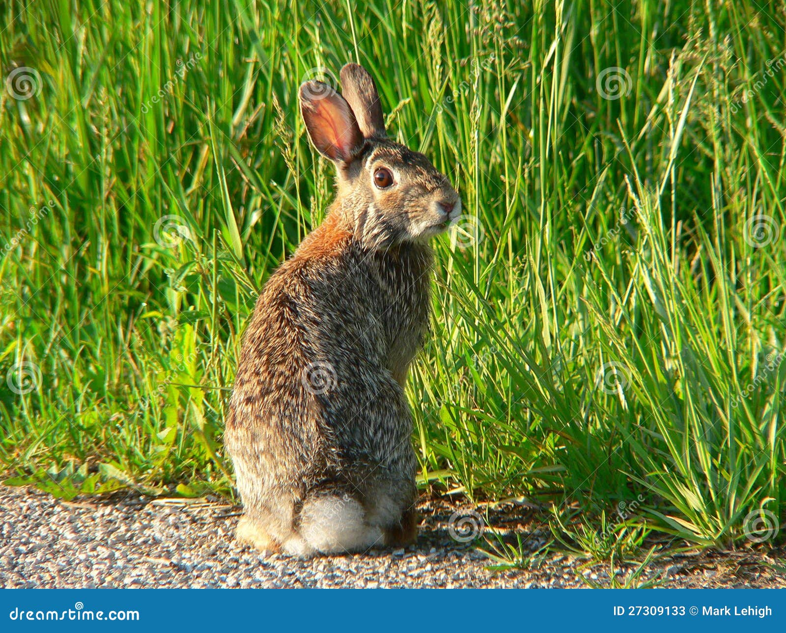 Doof Kaninchen 1 stockbild. Bild von mampfen, stimmung - 27309133