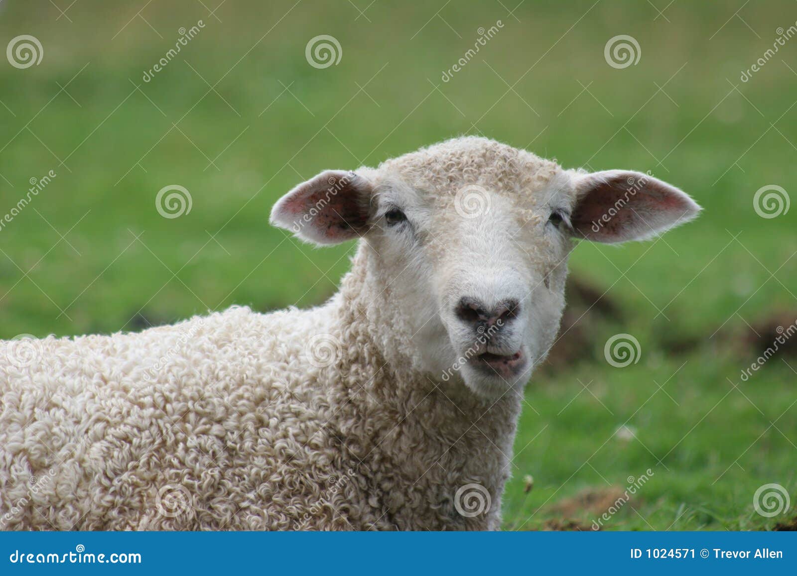 Doof Schaf-Gesicht stockbild. Bild von wollen, widerstandslos - 1024571