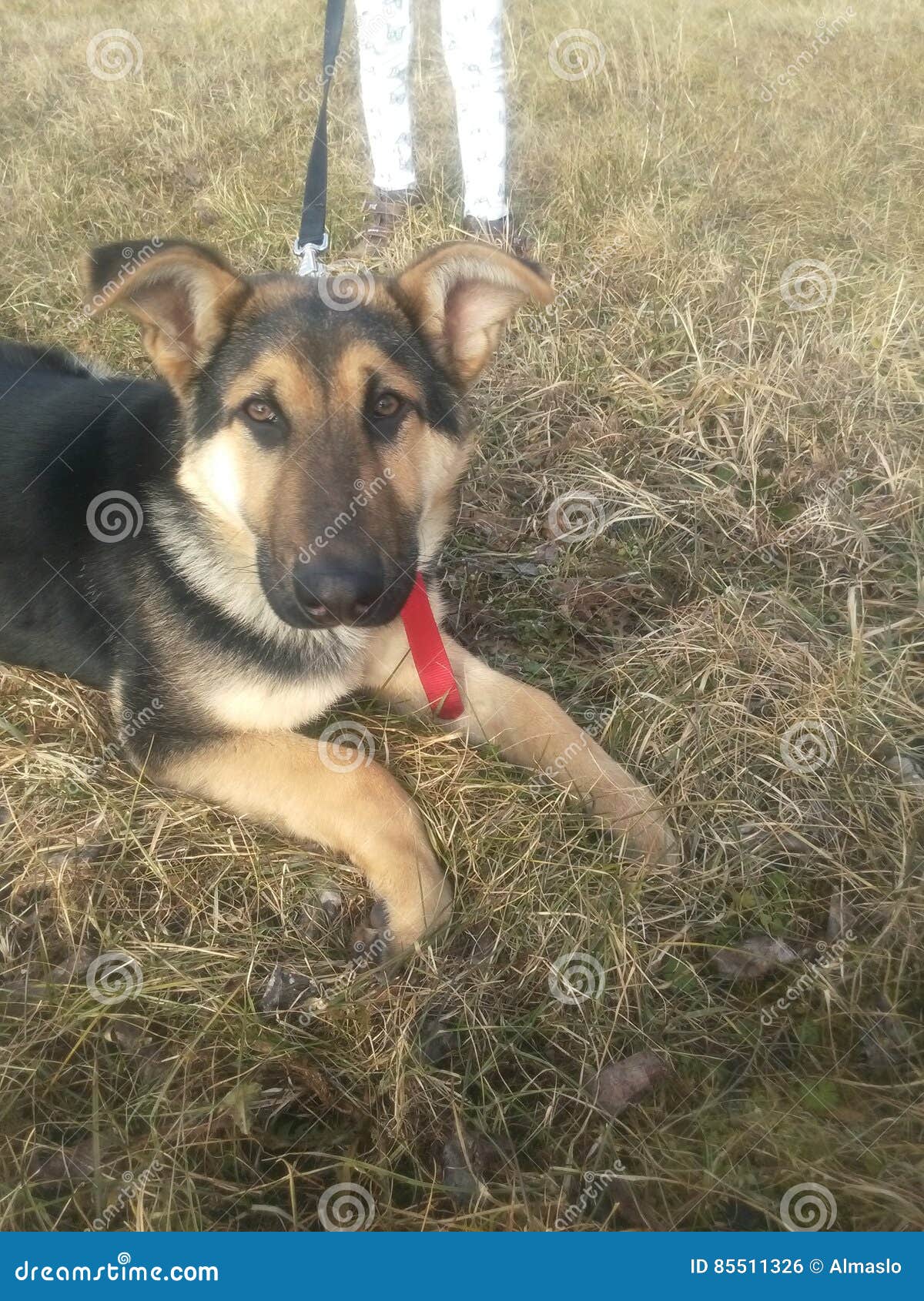 Doog stock photo. Image of doog, walk, relaxing, bond - 85511326