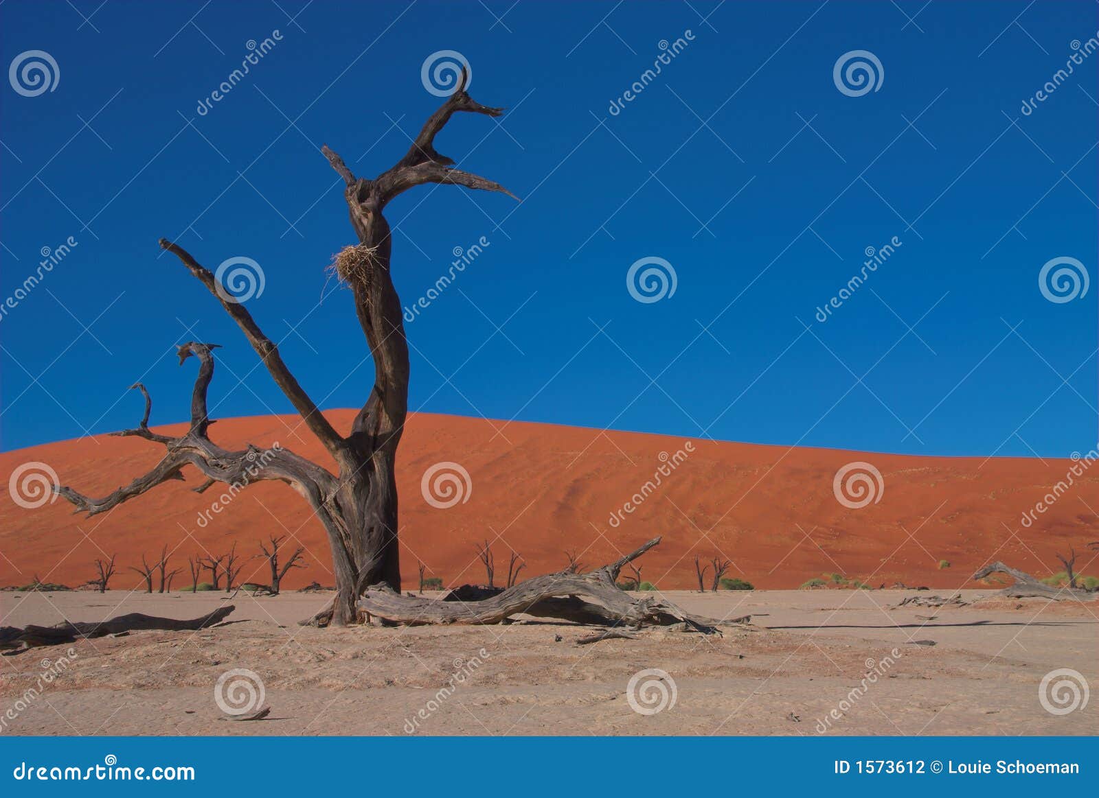 Dooie vlei, Namibia #3 stock photo. Image of park, wood - 1573612