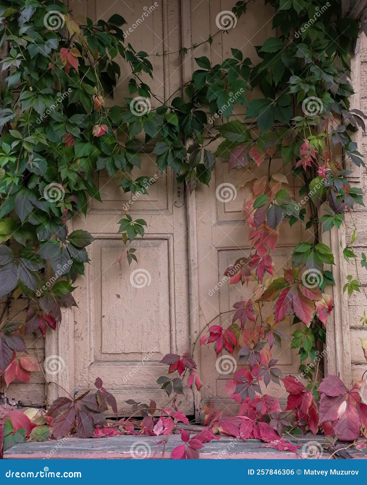 Door with flowers stock photo. Image of flowers, green - 257846306