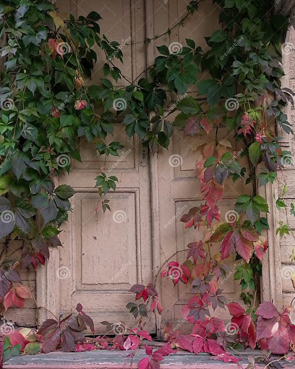 Door with flowers stock photo. Image of flowers, green - 257846306