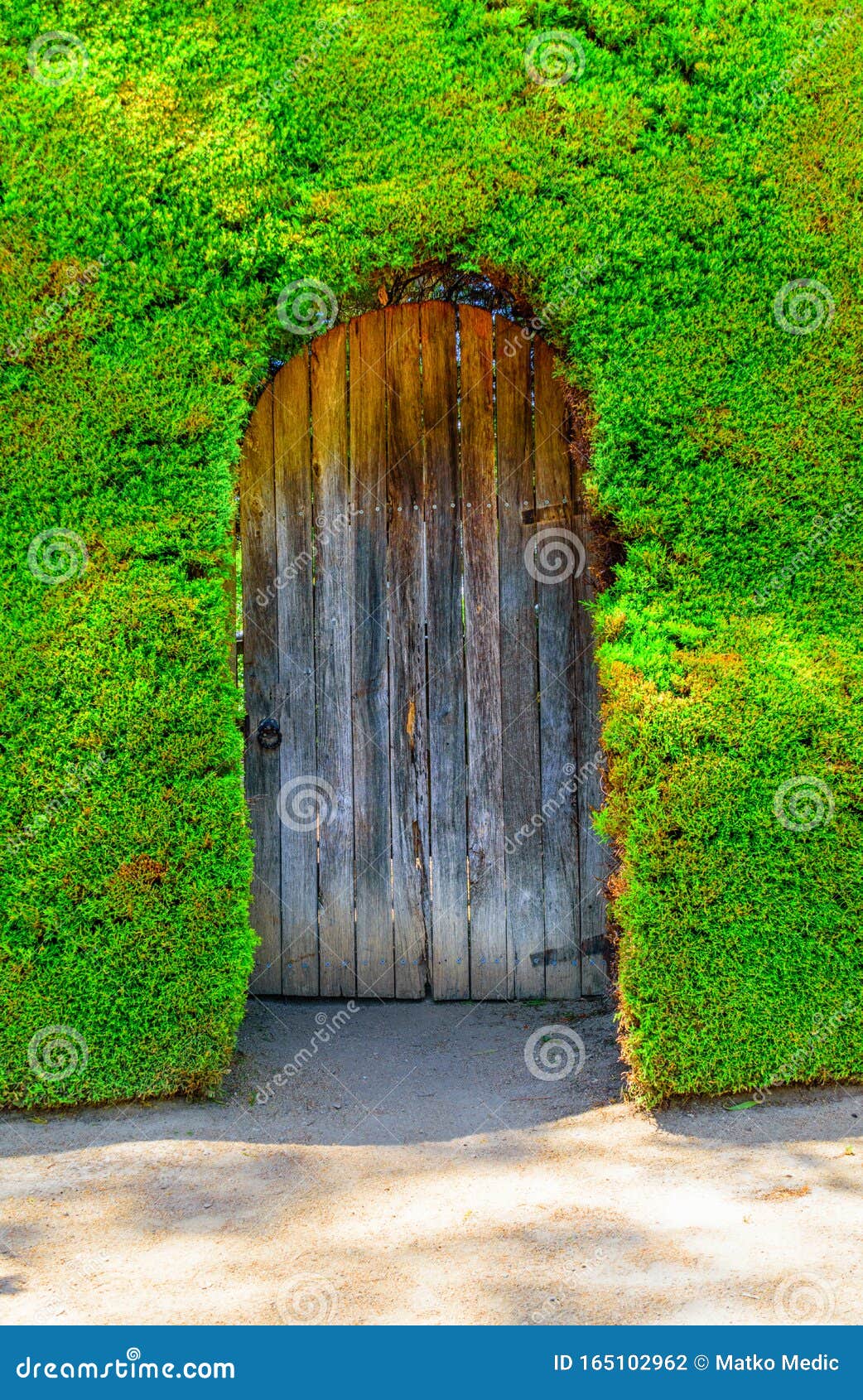 Wooden door in the hedge stock photo. Image of architecture - 165102962