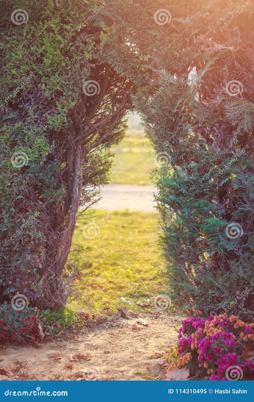 A Gate, Made of Shrubs in Botanical Garden Stock Image - Image of bloom ...