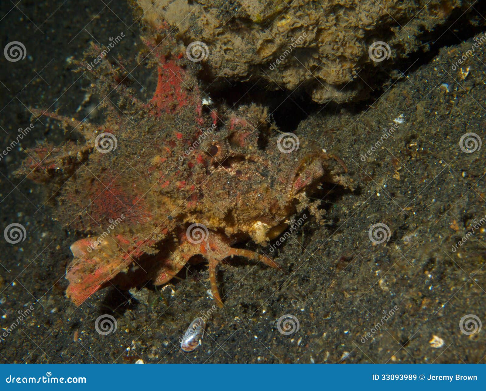 Doornige Devilfish stock afbeelding. Image of onderzees - 33093989