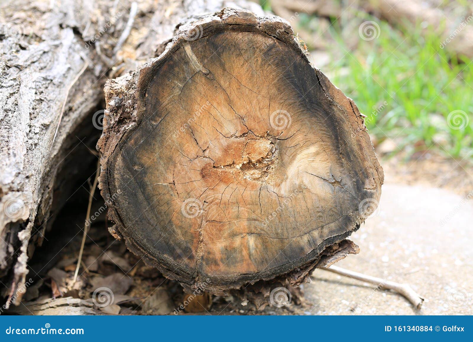 Doorsnede Van De Oude Stoom Van De Droge Boom Stock Foto - Image of ...