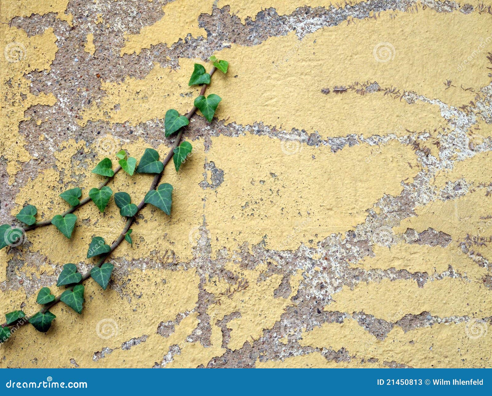 Doorstane muur met klimop stock afbeelding. Image of materiaal - 21450813