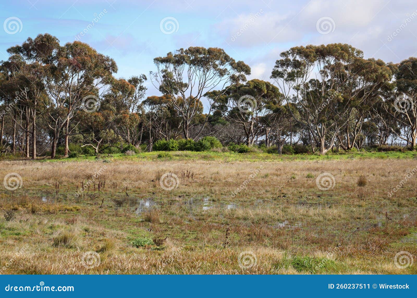 Dooto (Eucalyptus Wandoo) Tree Forest in Front of a Small Pond with a ...