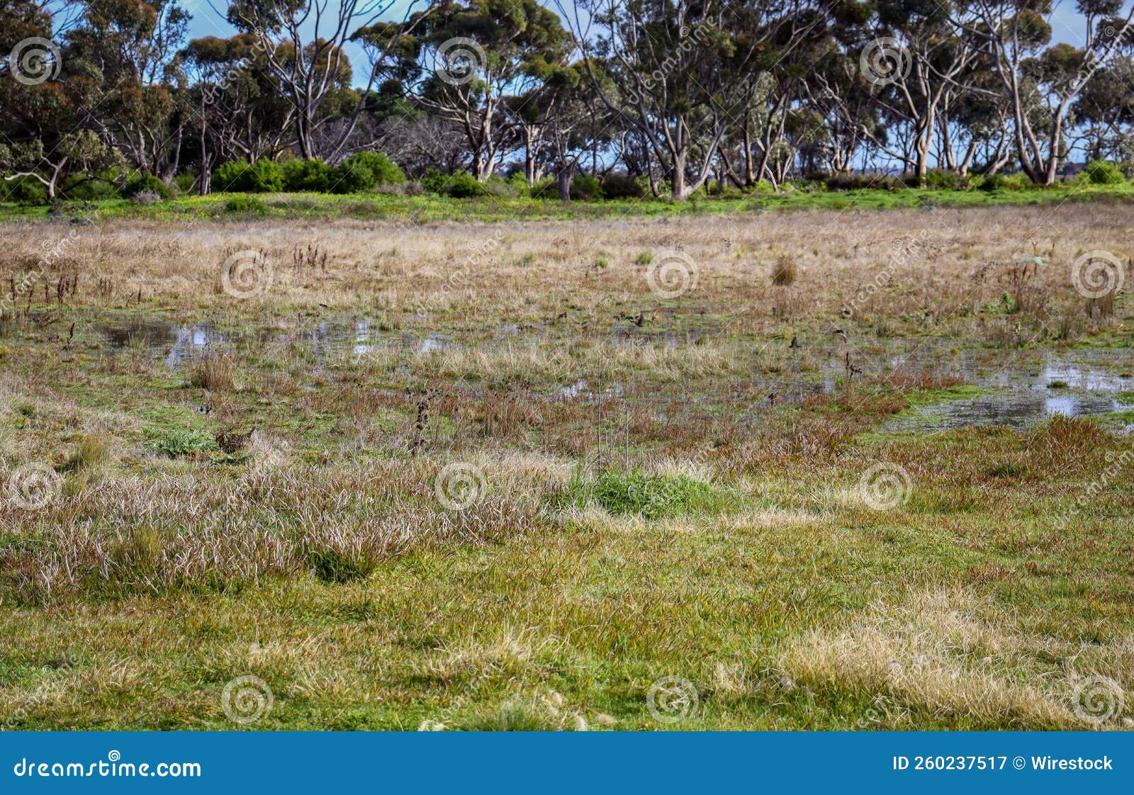 Dooto (Eucalyptus Wandoo) Tree Forest in Front of a Small Pond with a ...