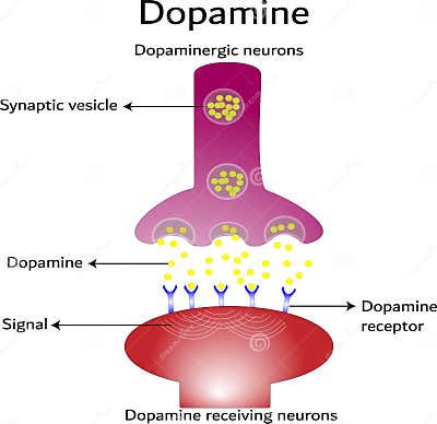 Dopamine, Dopamine-receiving Neuron and Dopamine-producing Neuron Stock ...