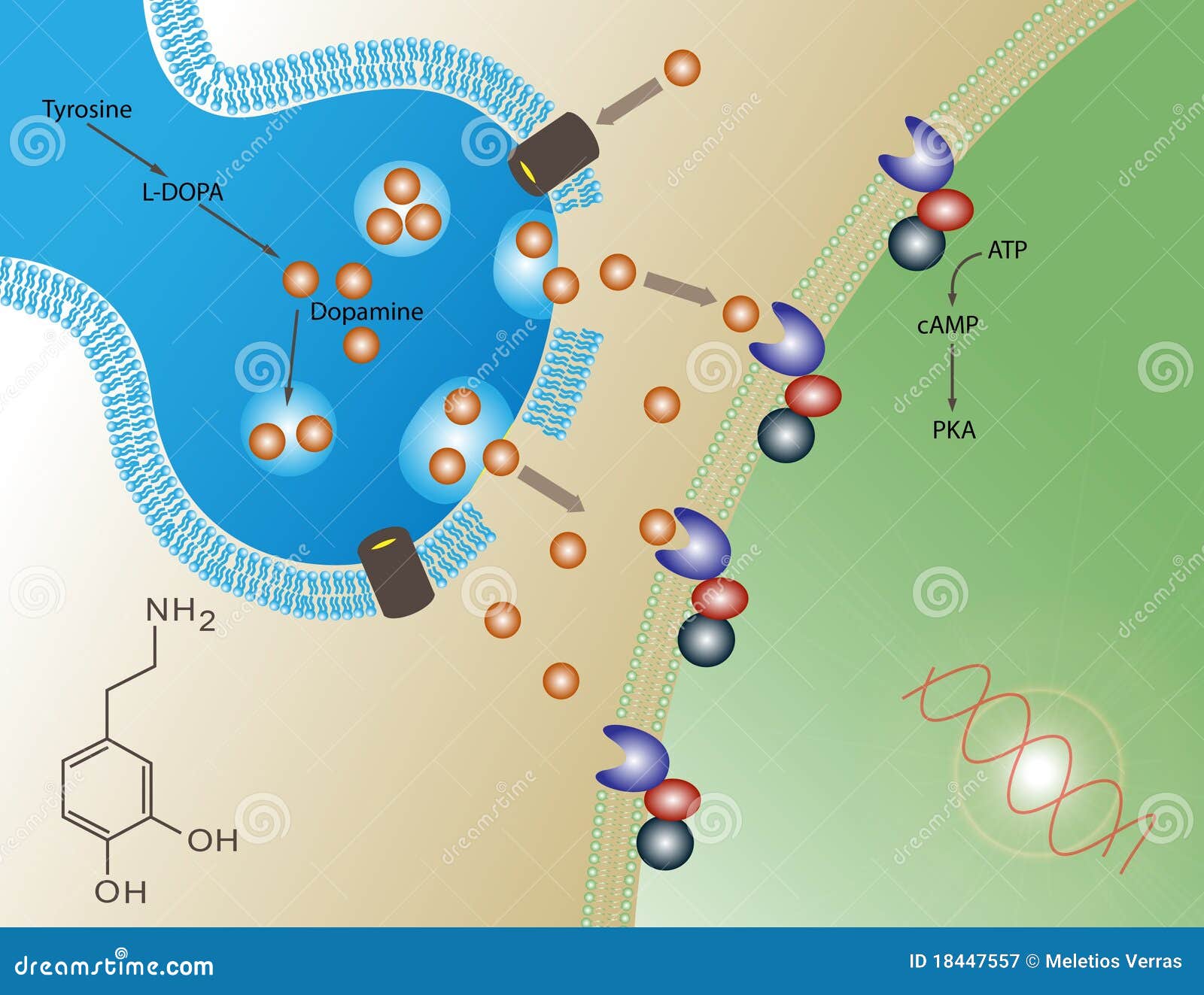 Dopamine function stock illustration. Illustration of receptor - 18447557