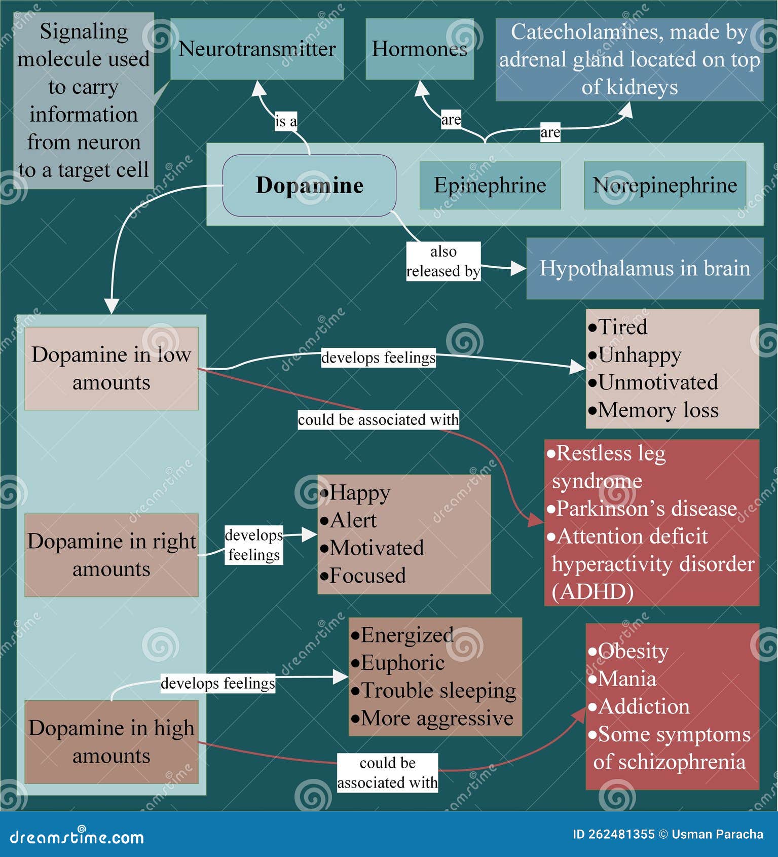 Dopamine Neurotransmission