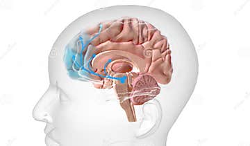 The Dopaminergic Pathway Mostly Involved in Reward is the so-called ...