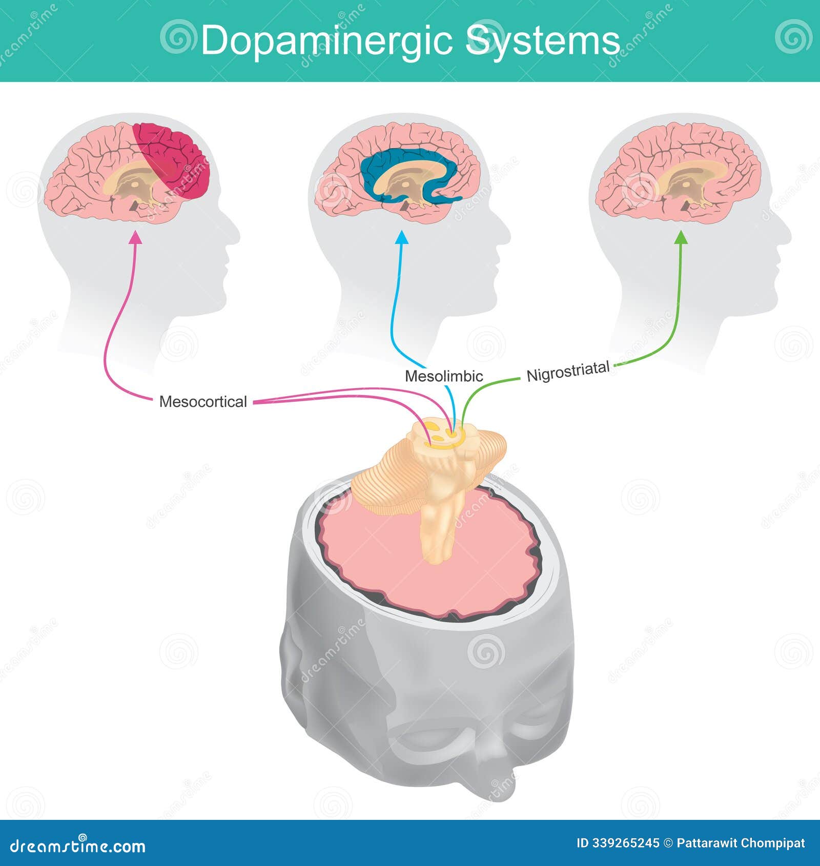Dopaminergic Systems. Brain Structure Royalty-Free Stock Photo ...