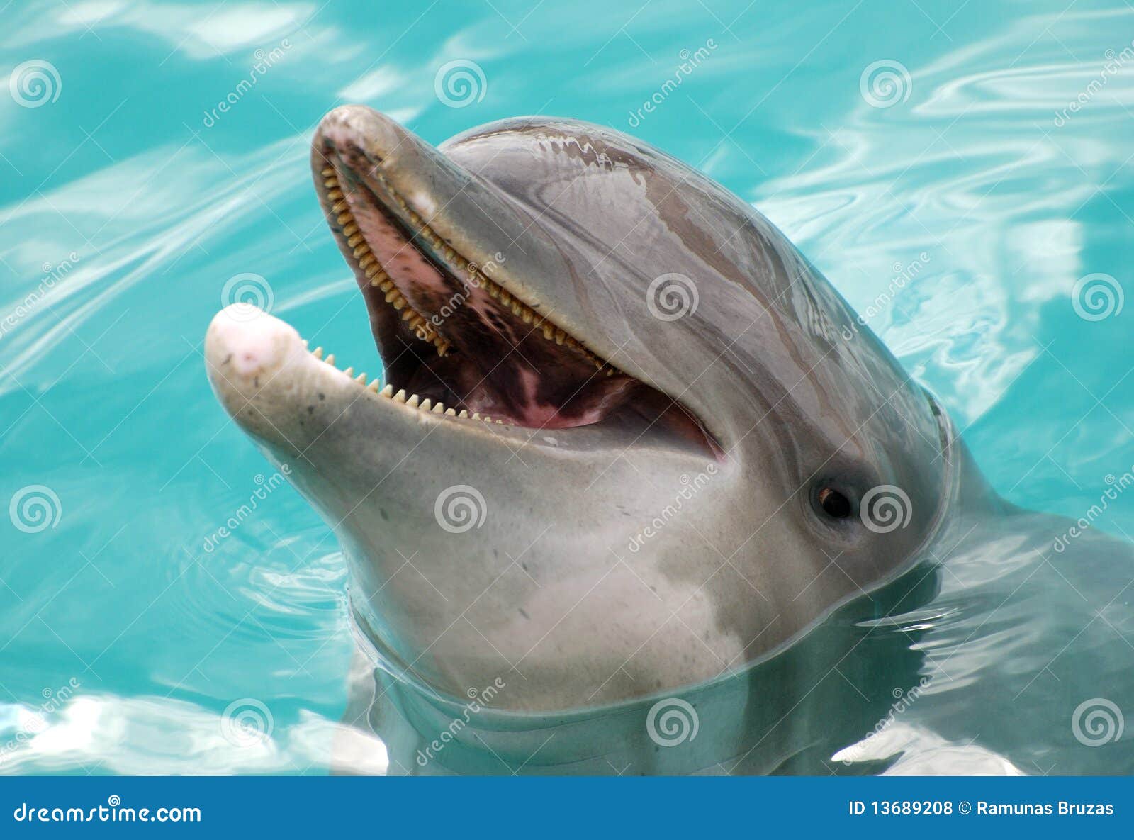 Dophins Portrait stock photo. Image of animal, dolphin - 13689208