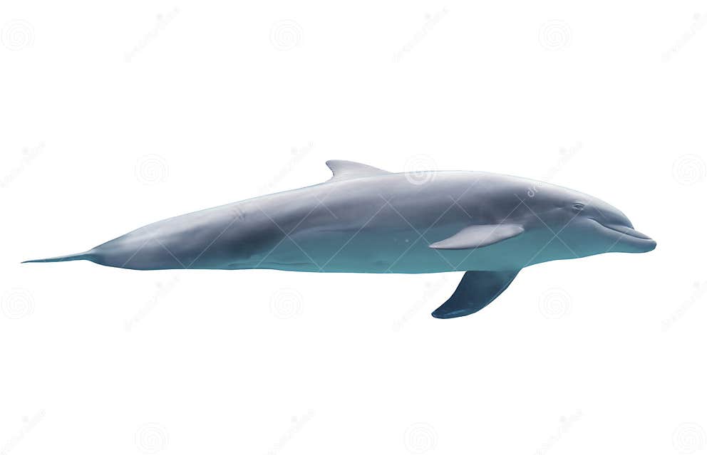 Doplhin imagen de archivo. Imagen de cubo, fondo, animal - 16452335