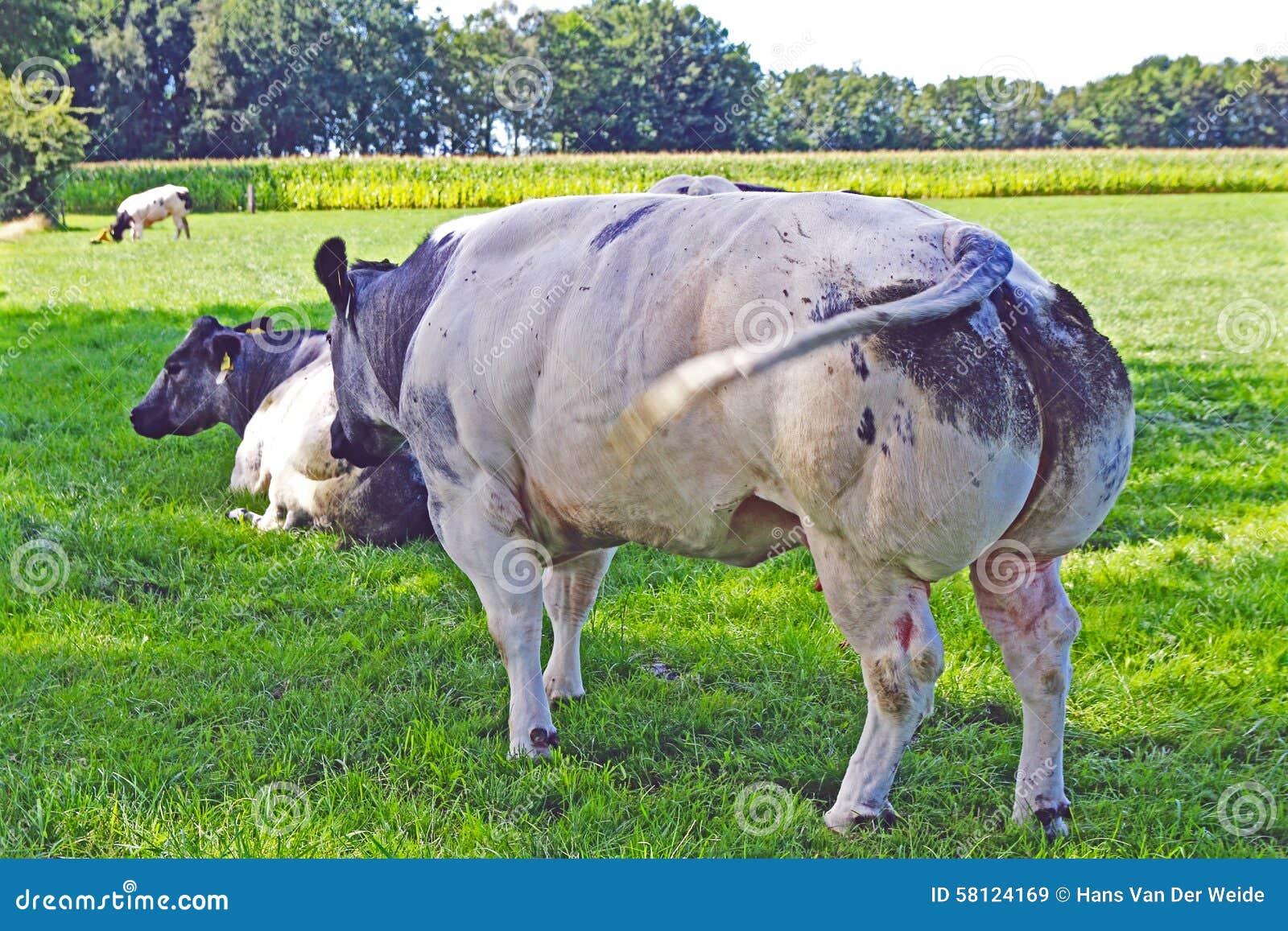 Doppia Mucca Muscolosa Olandese Immagine Stock - Immagine di pascolo ...