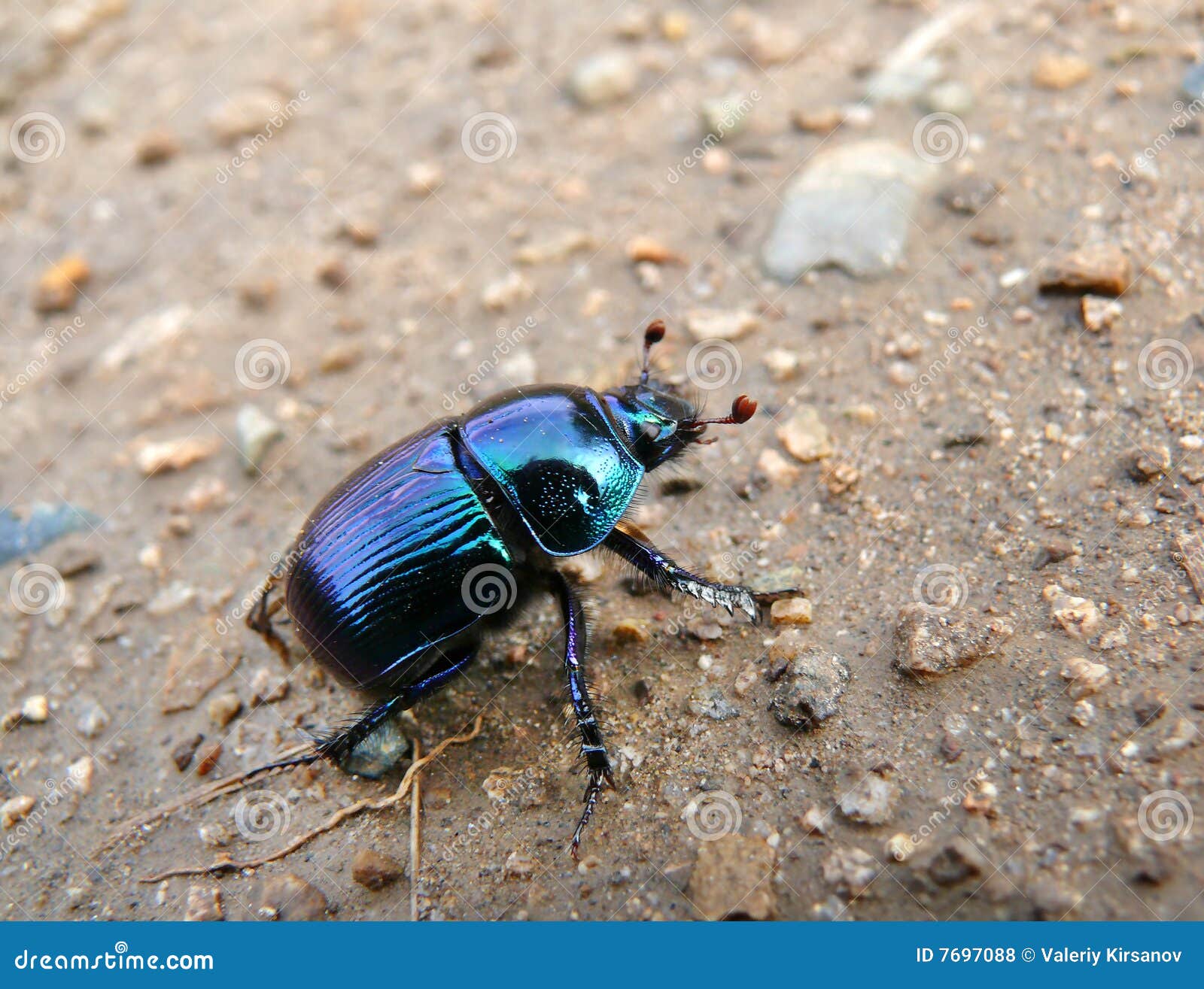 Dor-beetle 5 stock photo. Image of green, macro, monster - 7697088