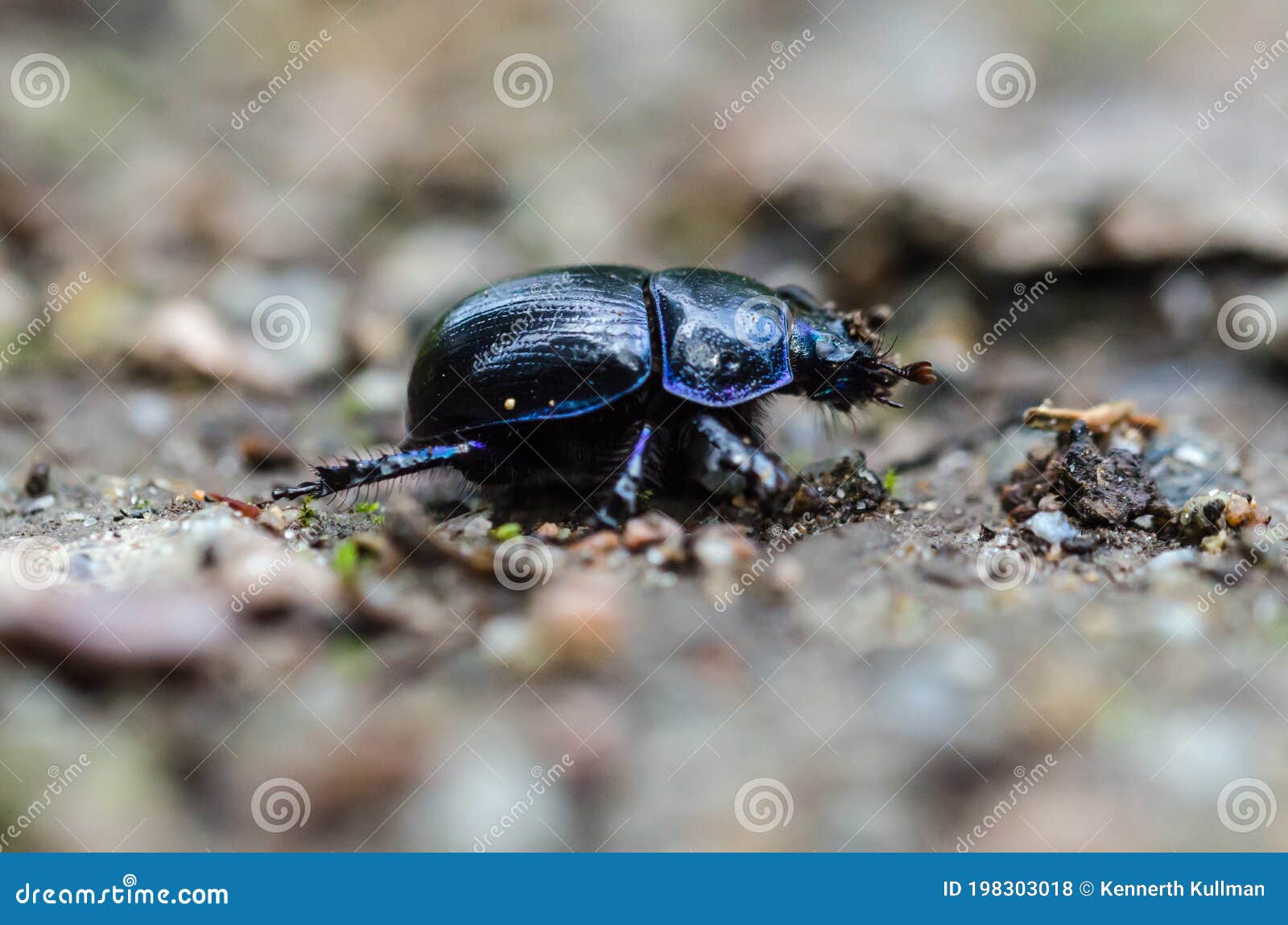 Dor beetle close up stock photo. Image of outdoor, insect - 198303018