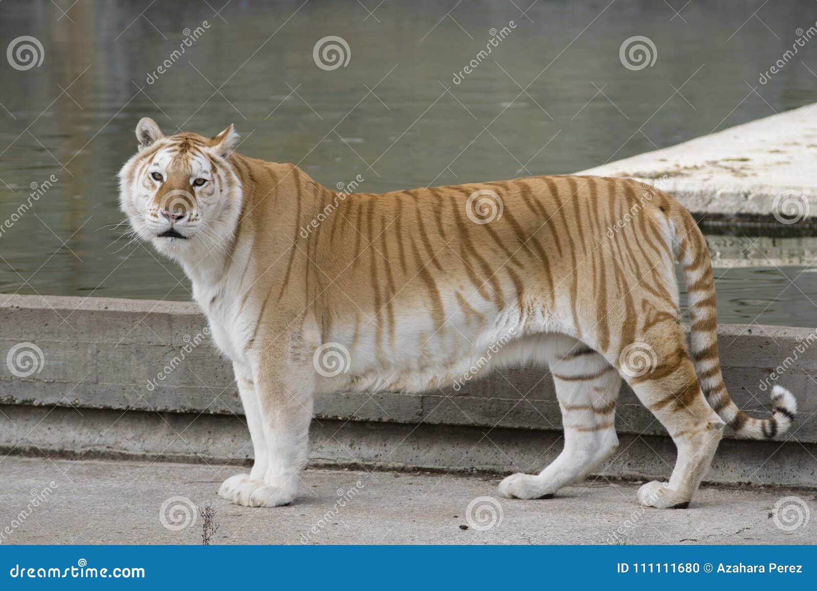 Dora a Female of Bengal Tiger Stock Photo - Image of wildlife, madrid ...