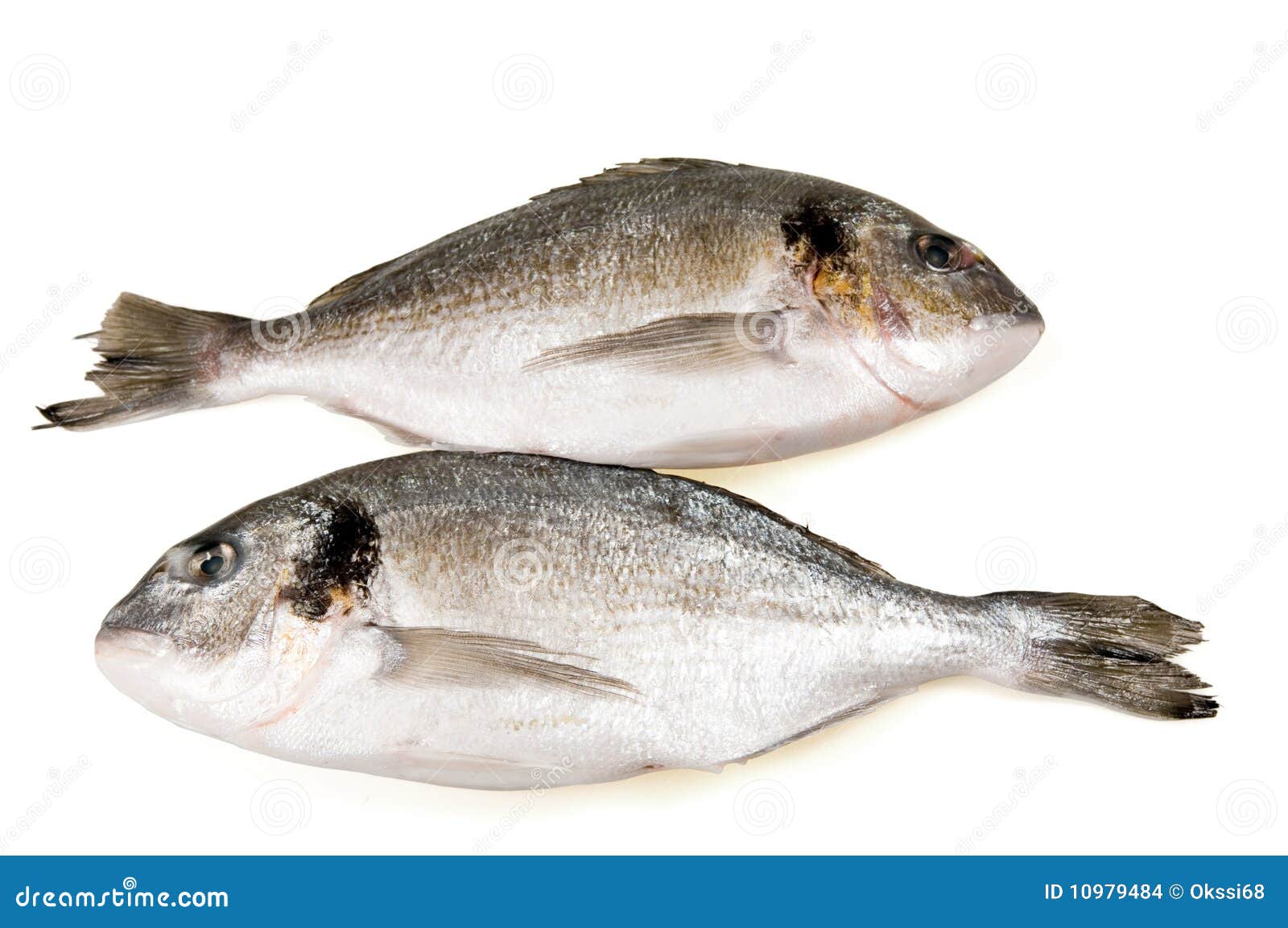 Dorada stock foto. Image of dood, niemand, zeevruchten - 10979484