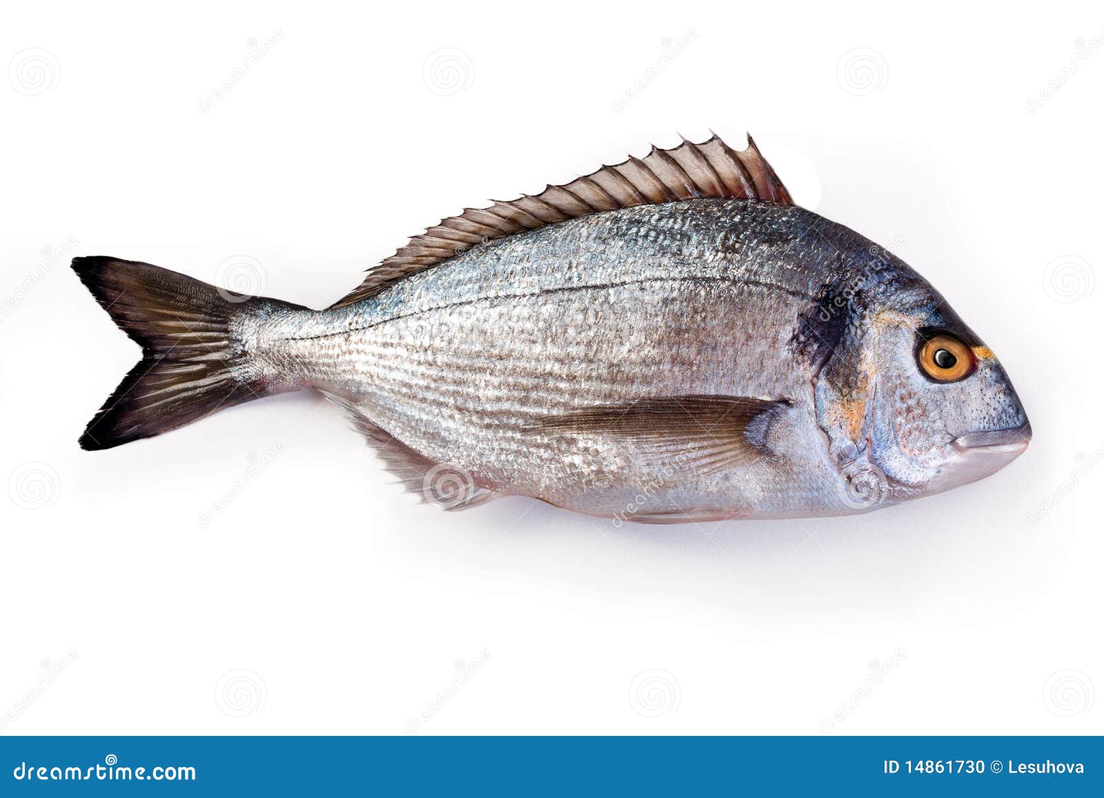 Dorada fotografia stock. Immagine di omega, raccordo - 14861730