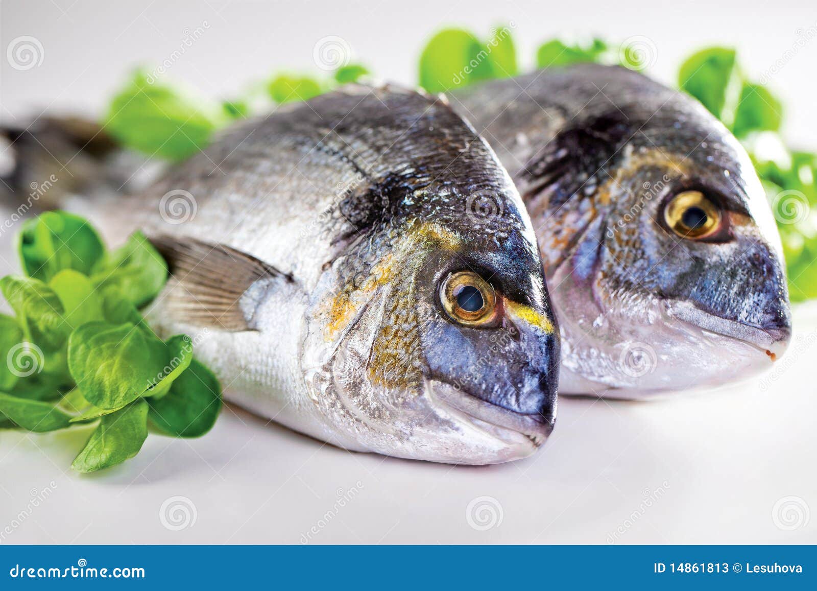 Dorada stock image. Image of plate, cooking, healthy - 14861813