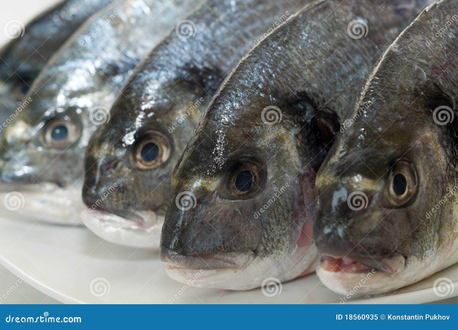 Dorada stock image. Image of nature, freshness, crate - 18560935