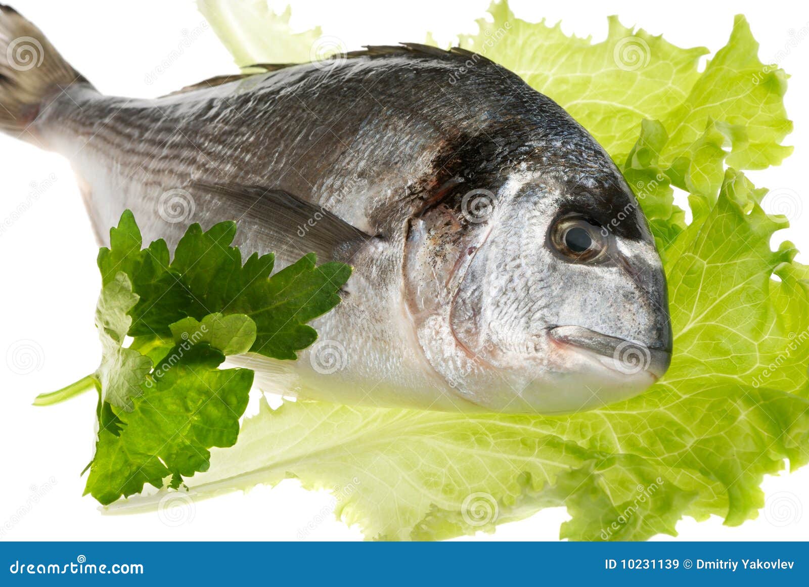 Dorada fish stock image. Image of dorada, mouth, healthy - 10231139