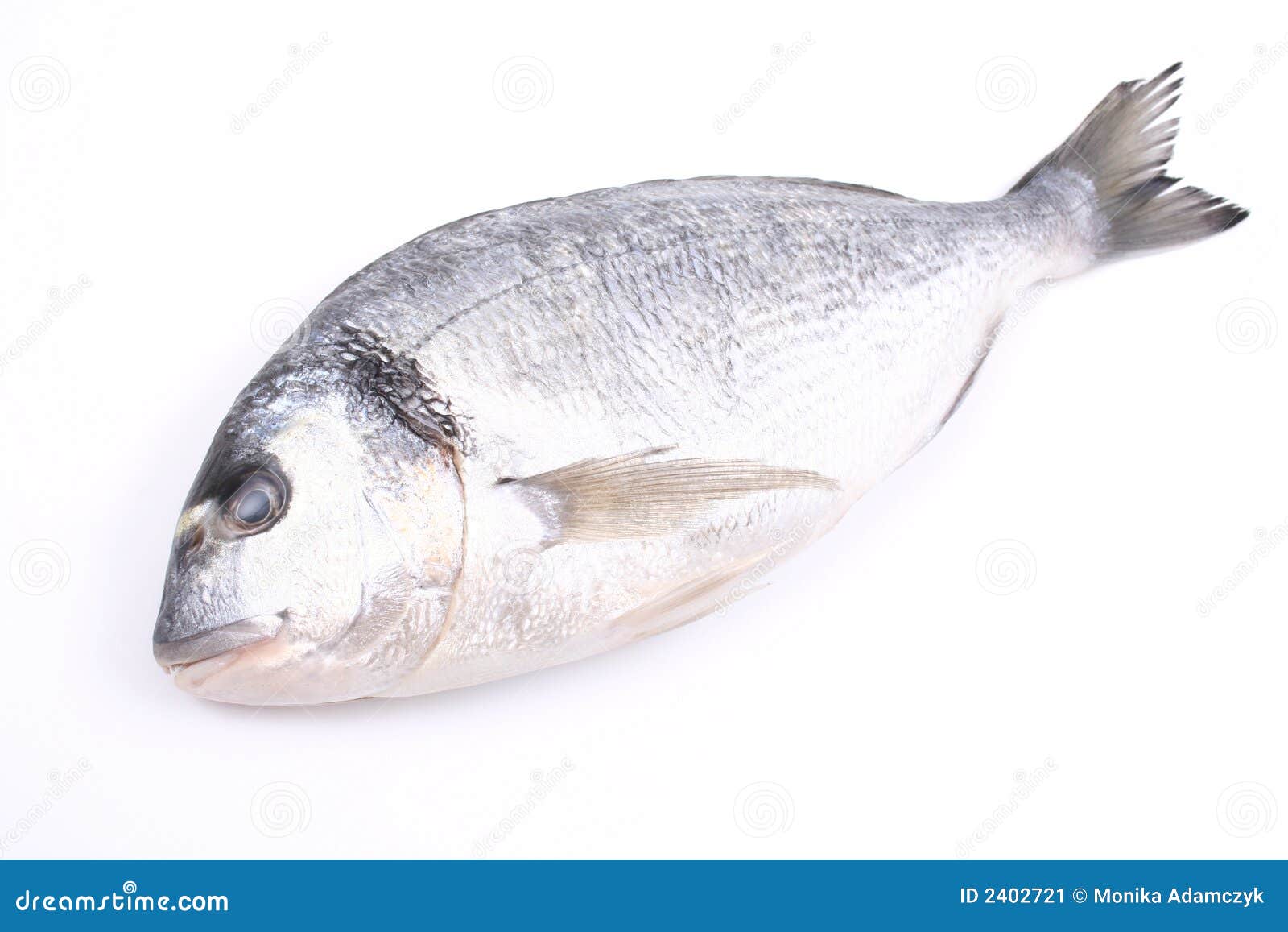 Dorada fish stock image. Image of eating, head, cook, food - 2402721
