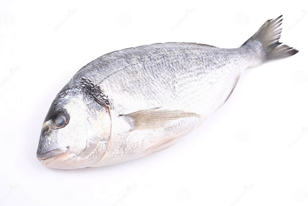 Dorada fish stock image. Image of eating, head, cook, food - 2402721