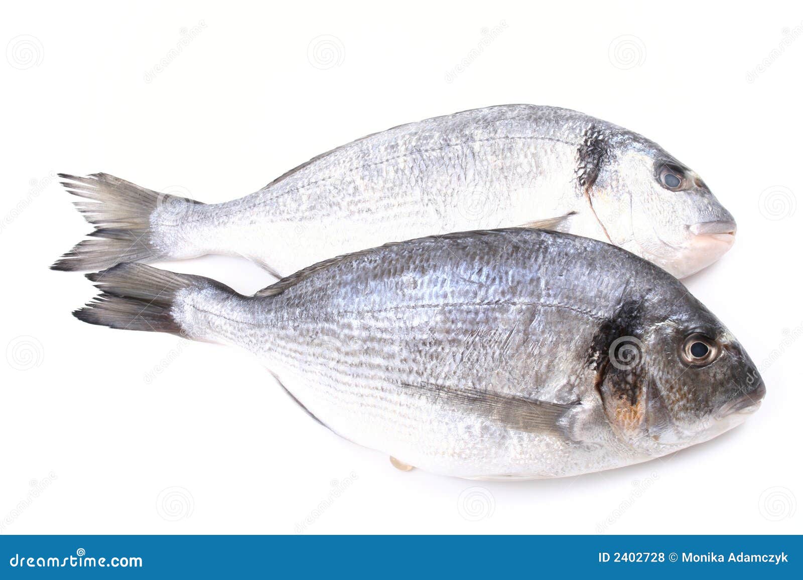 Dorada fish stock photo. Image of omega3, fish, isolated - 2402728