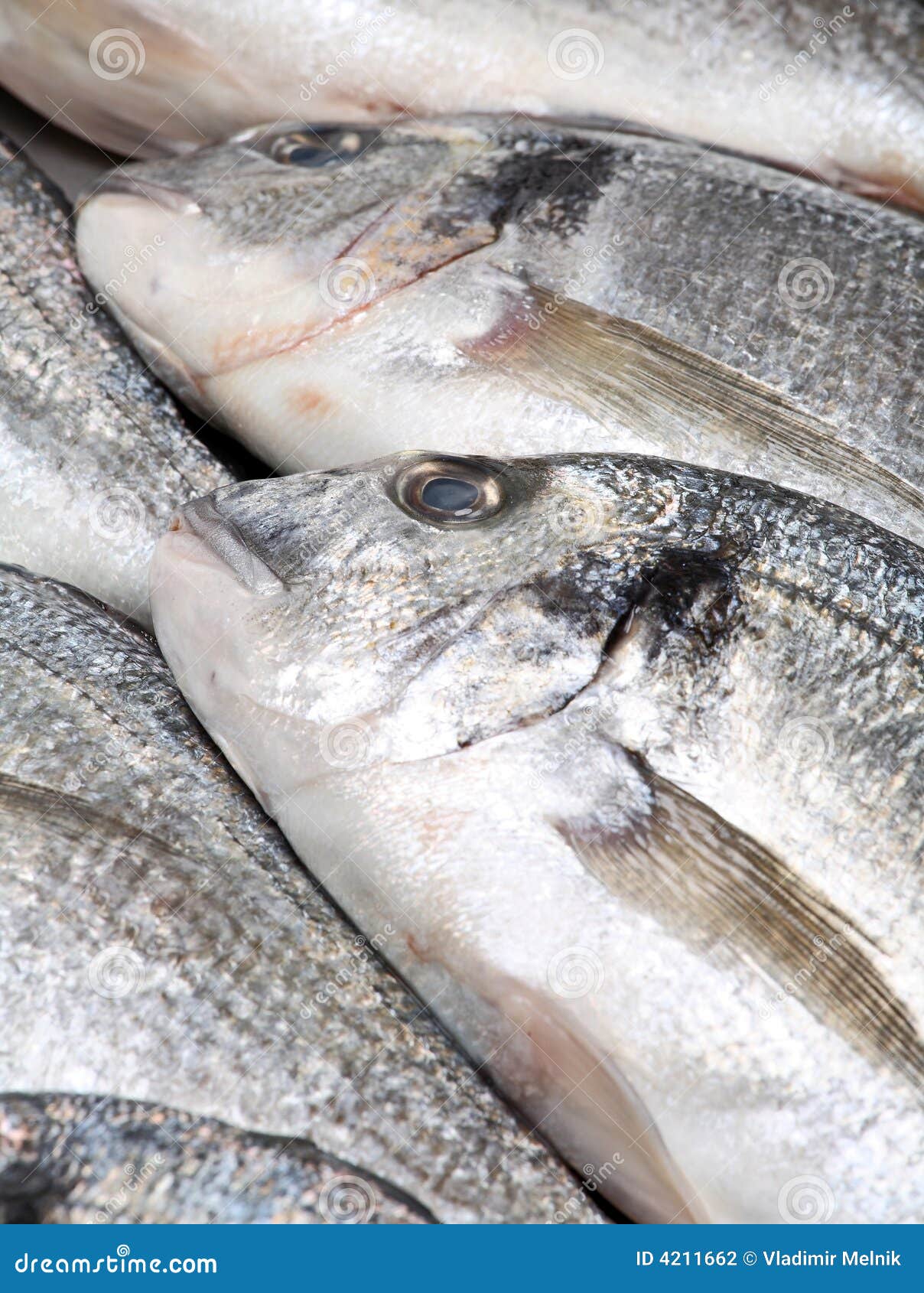 Dorada fish stock photo. Image of food, fishes, market - 4211662