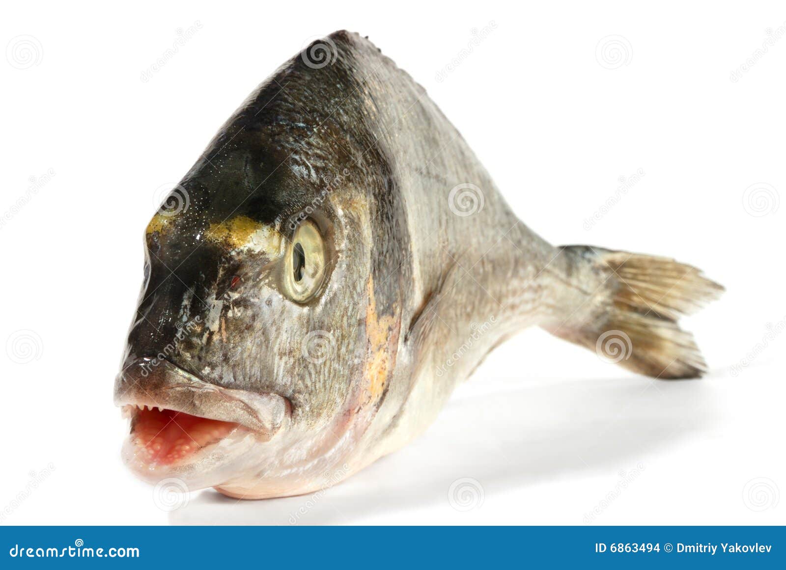 Dorada fish stock photo. Image of head, dieting, dead - 6863494