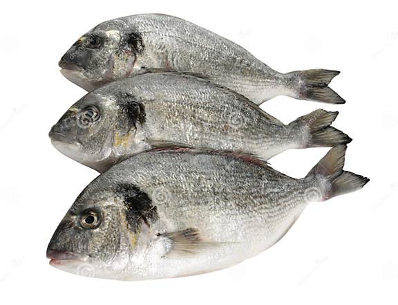Dorade fish stock image. Image of shot, food, white, isolated - 9375007