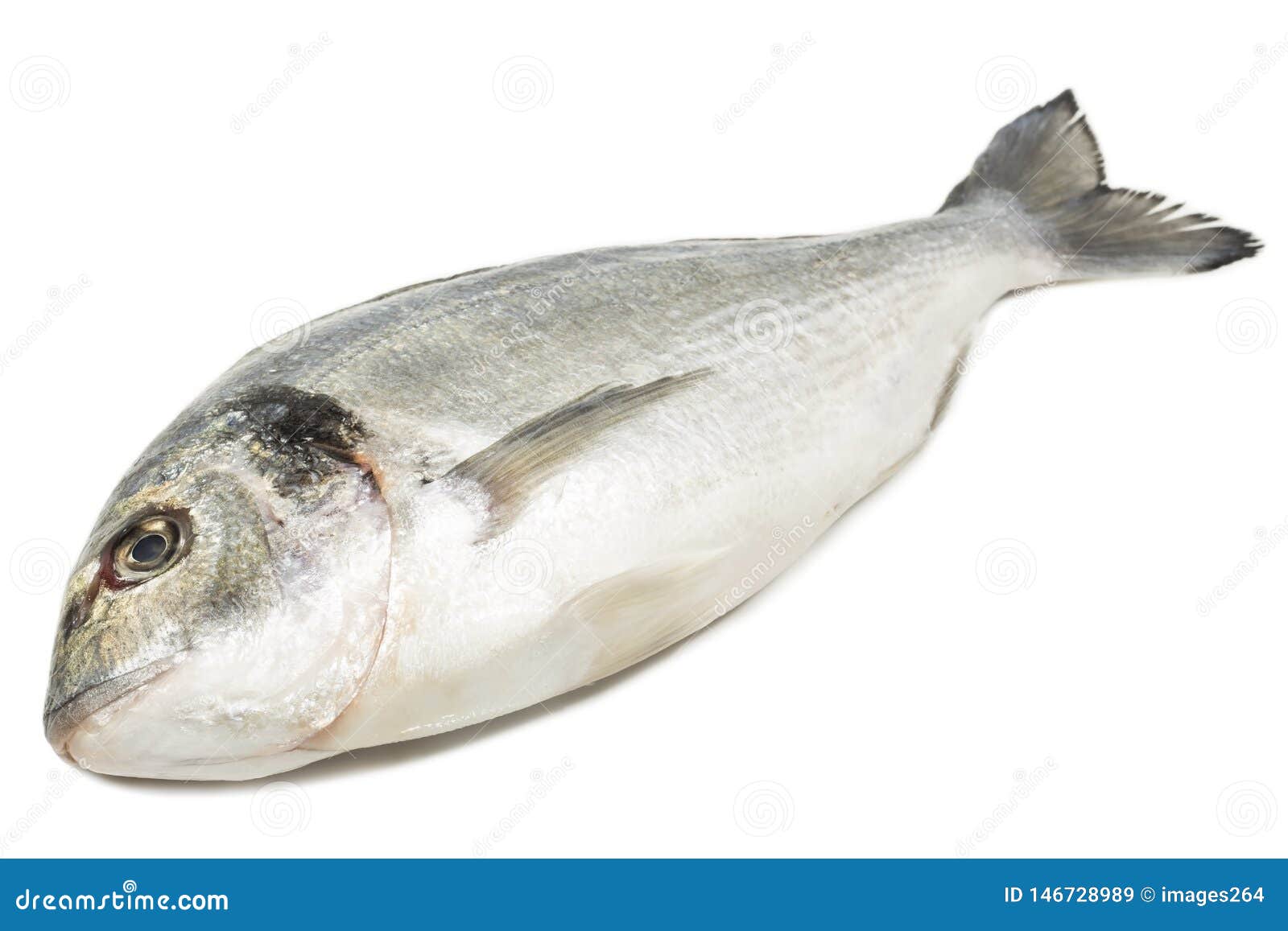 Dorade fish stock image. Image of cooking, healthy, view - 146728989